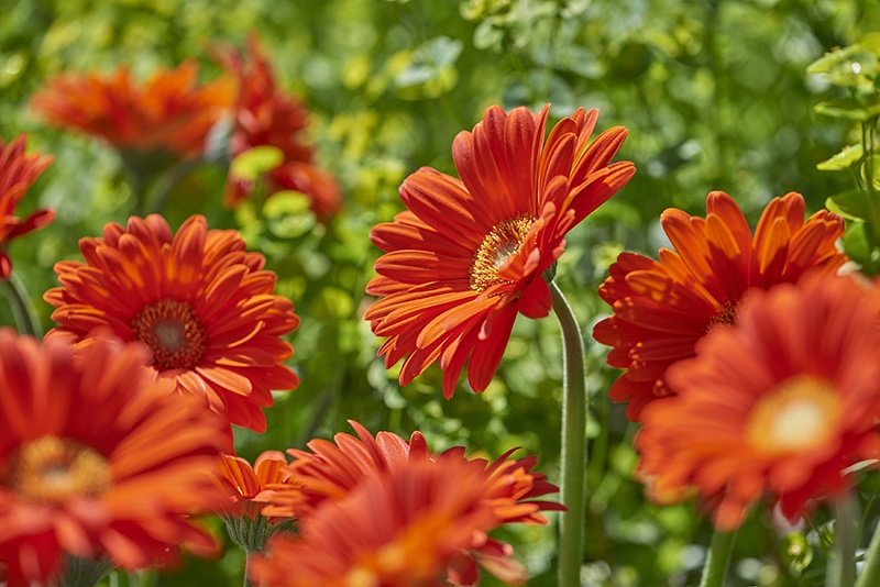 Garvinea® Sweet Glow Gerber Daisy, Gerbera x 'GARGLOW IMP' PP #26,784