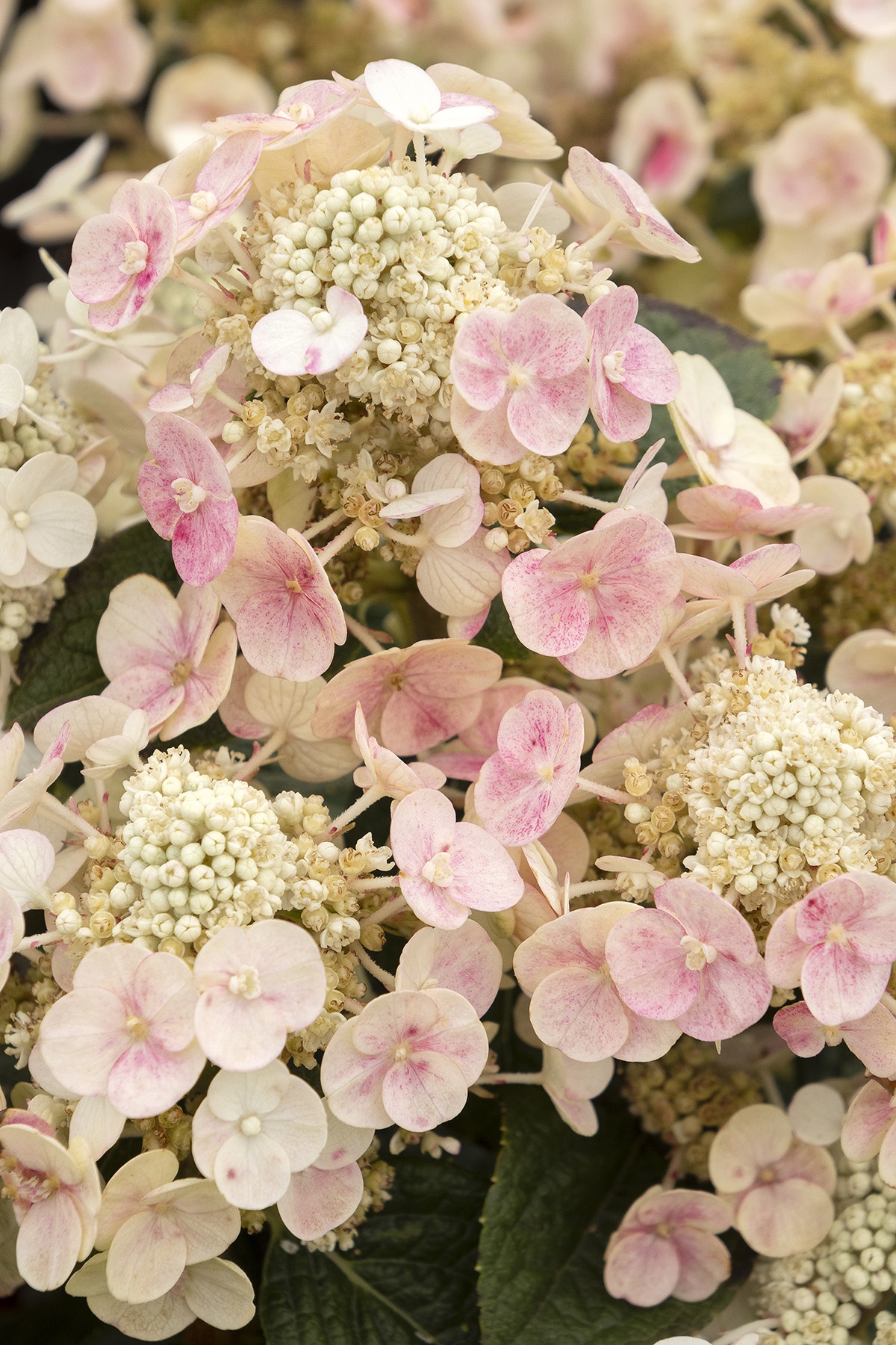 Razzleberri™ Hydrangea, Hydrangea paniculata 'SMHPS' PP #34,740