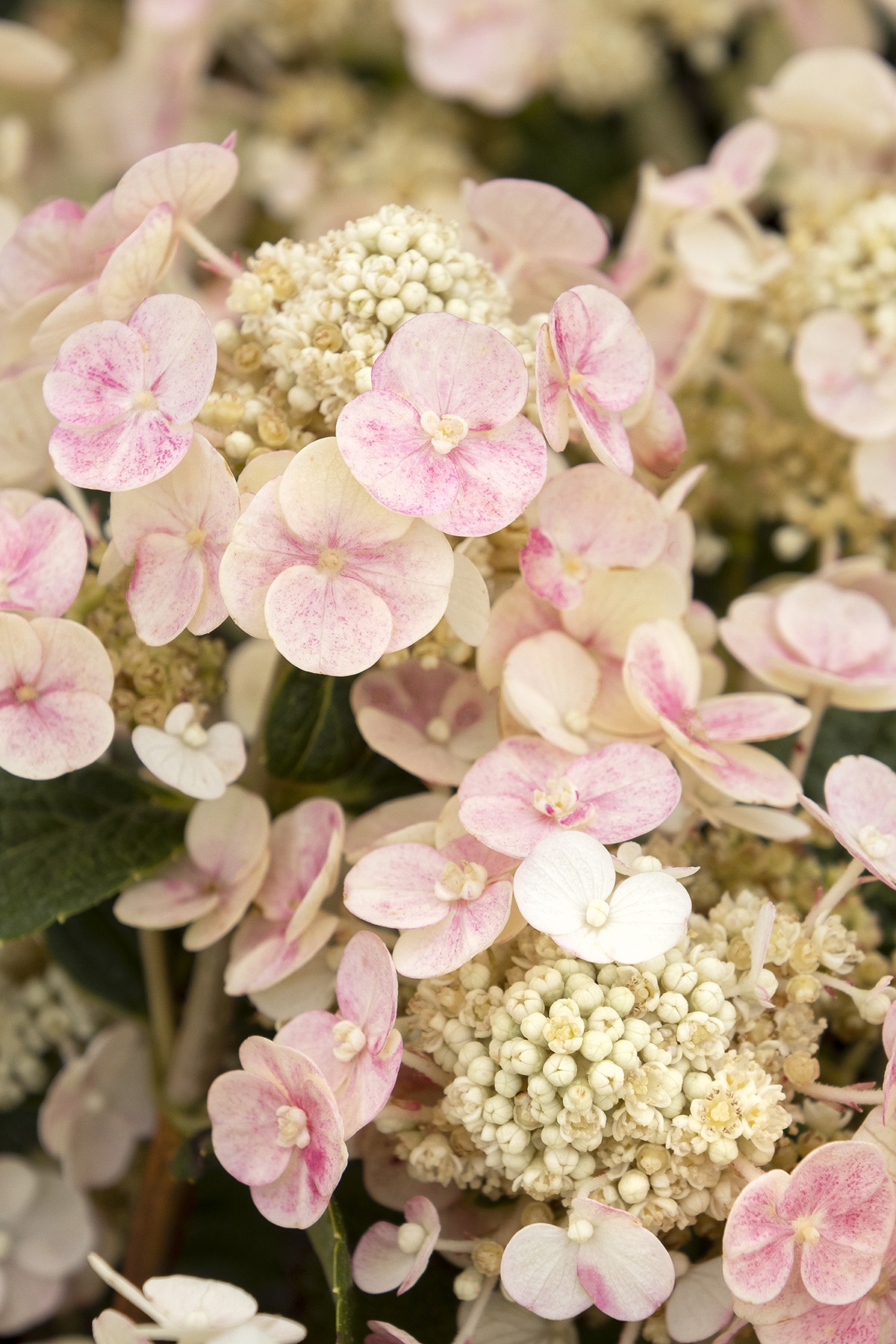 Razzleberri™ Hydrangea, Hydrangea paniculata 'SMHPS' PP #34,740