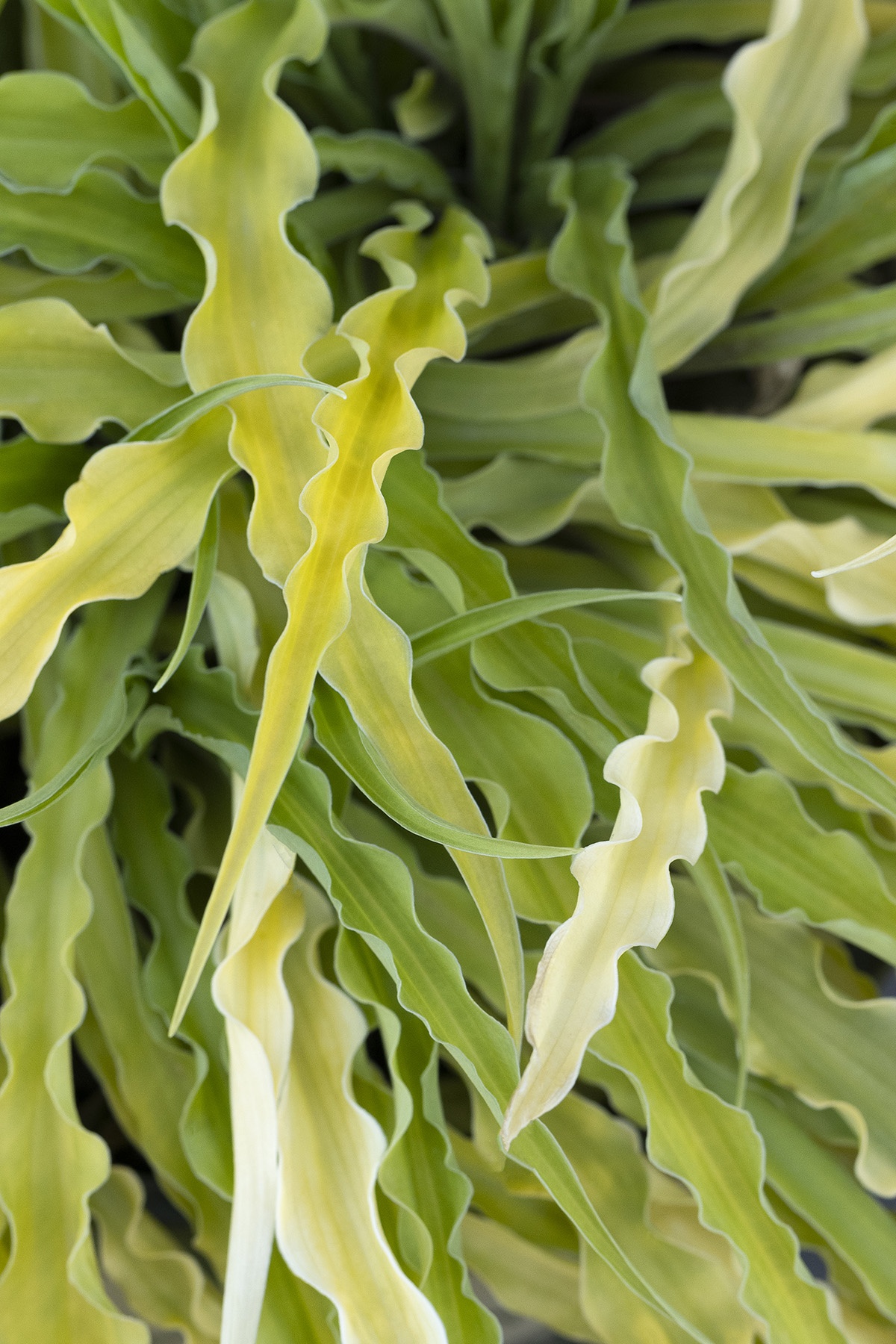 Curly Fries Hosta, Hosta x 'Curly Fries', Monrovia Plant