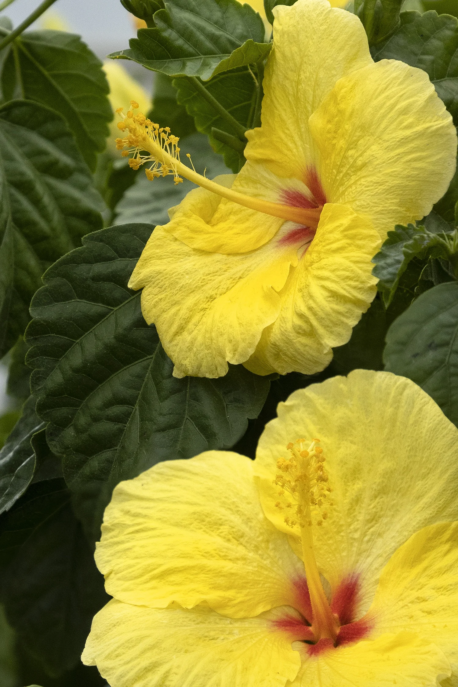 Hula Girl Hibiscus, Hibiscus rosa-sinensis 'Hula Girl', Monrovia Plant