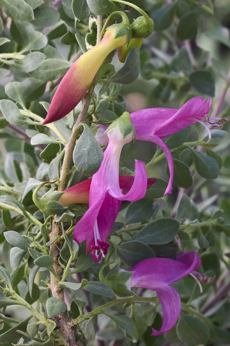 Valentine® Red Emu Bush, Eremophila maculata 'Valentine', Monrovia Plant