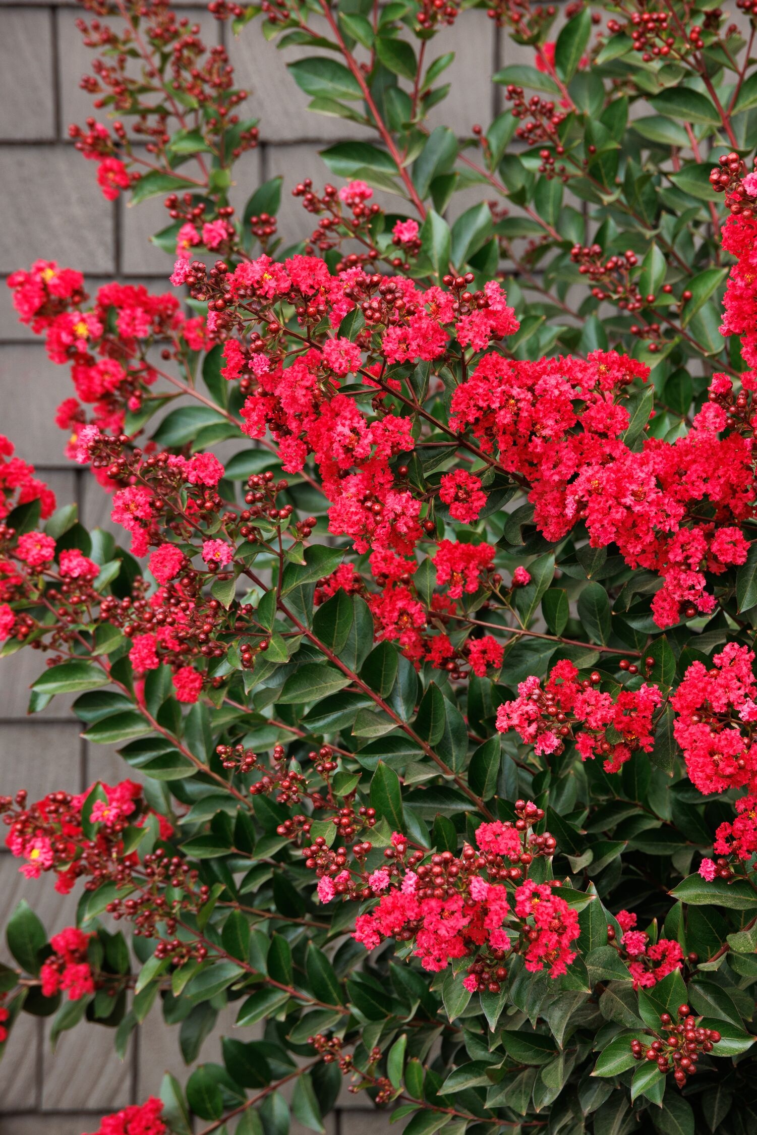 Enduring™ Summer Red Crape Myrtle, Monrovia Plant