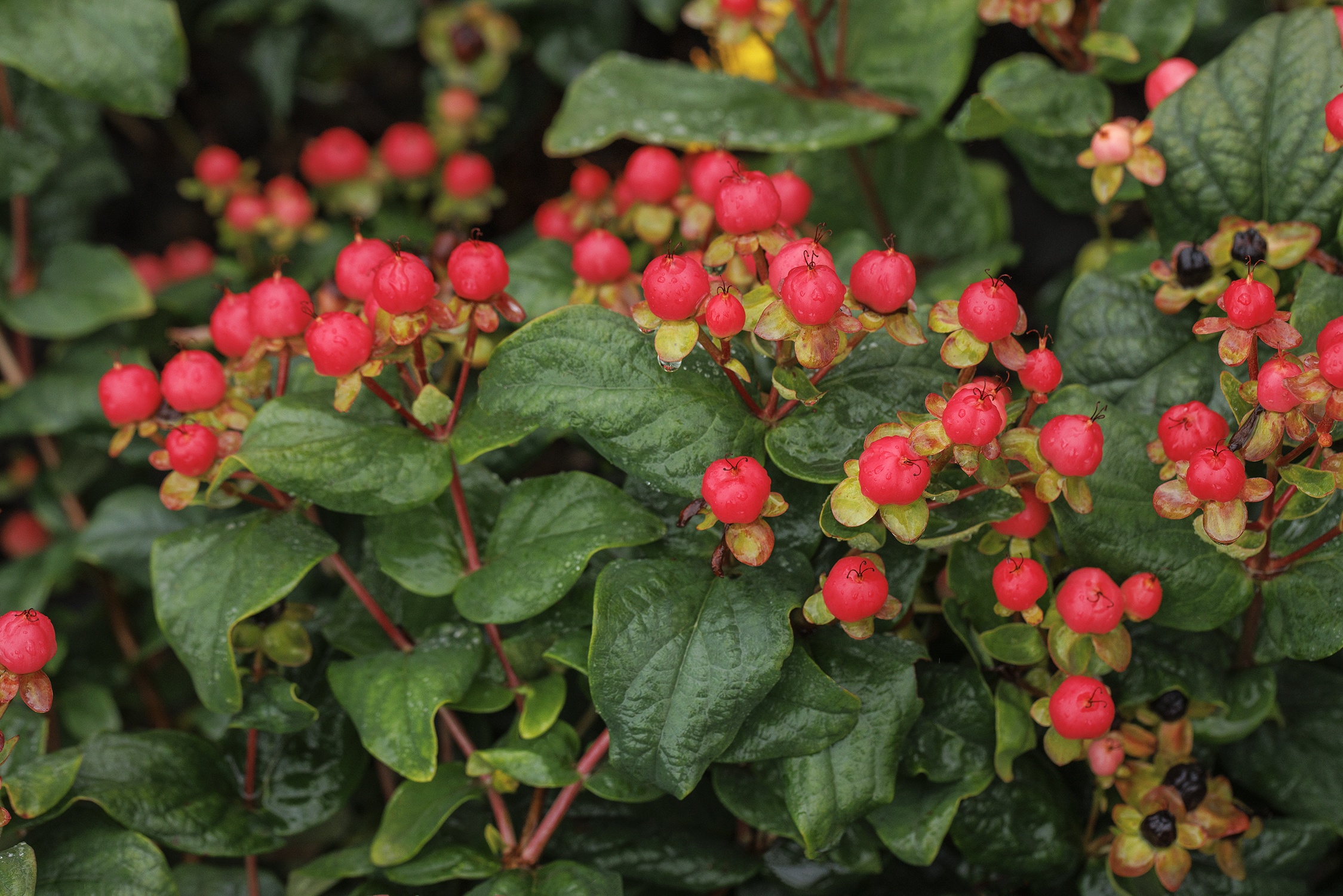 FloralBerry® Rosé St. John's Wort, Hypericum x inodorum 'KOLROS' PPAF