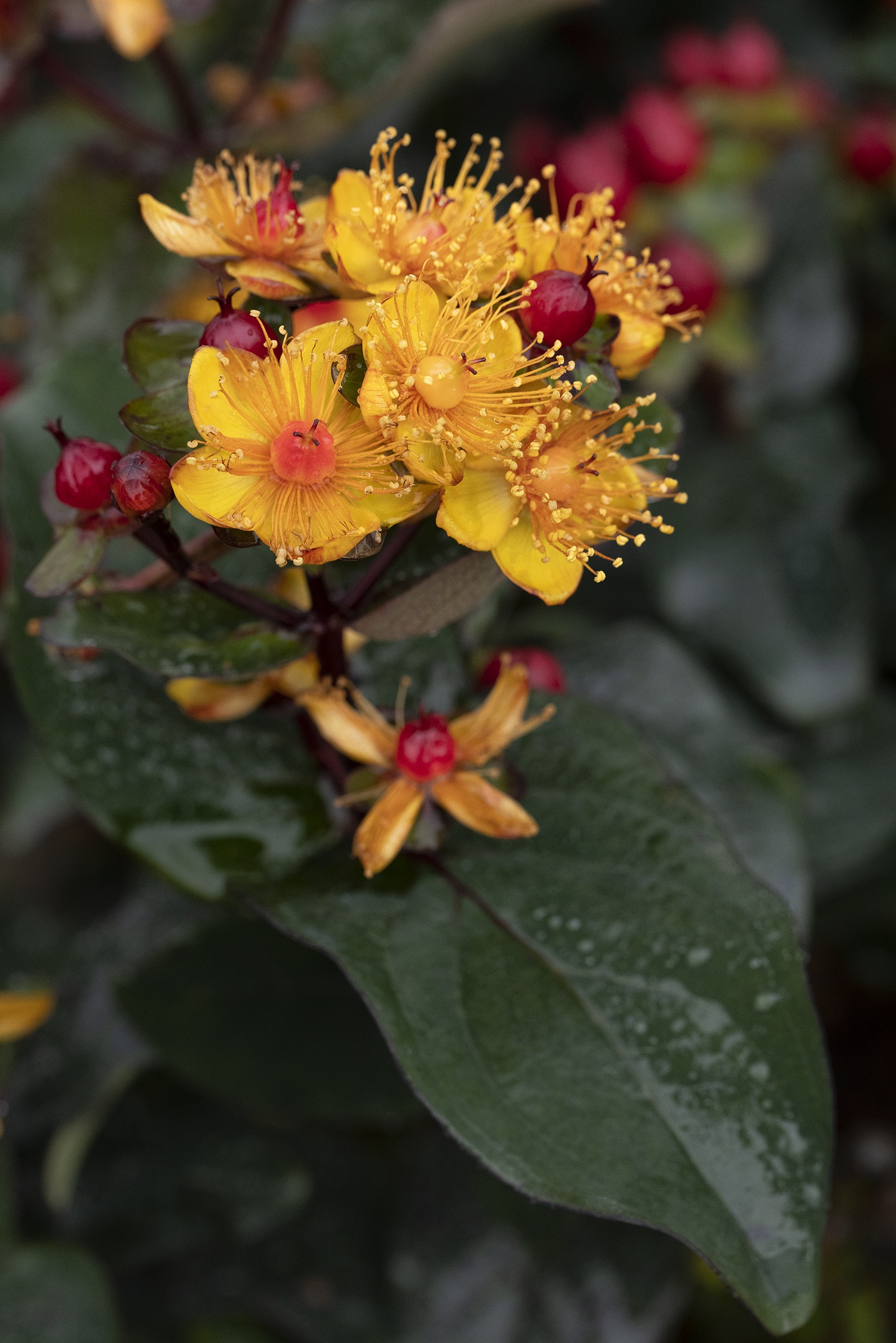 FloralBerry® Sangria St. John's Wort, Hypericum x inodorum 'KOLSAN' PPAF