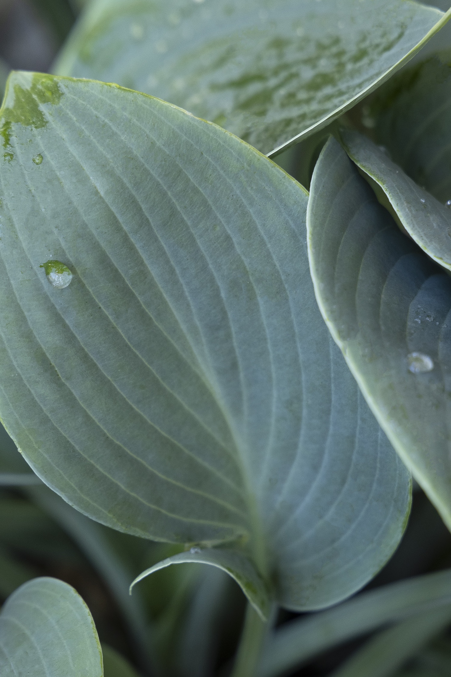 Halcyon Hosta, Hosta x (Tardiana Group) 'Halcyon', Monrovia Plant