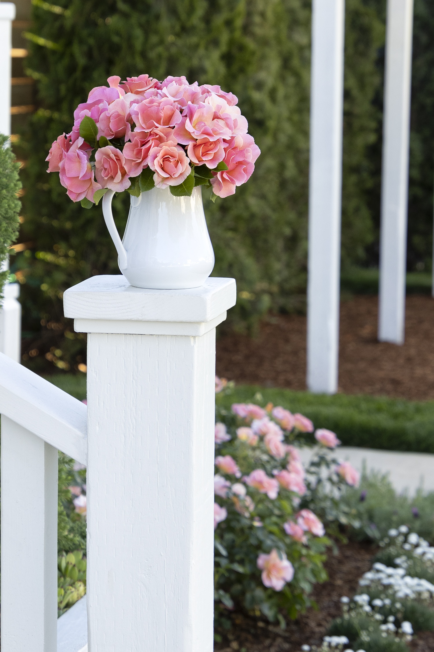 Nitty Gritty® Peach Rose, Rosa x 'RUIRI0091A' PP #33,152, Monrovia Plant