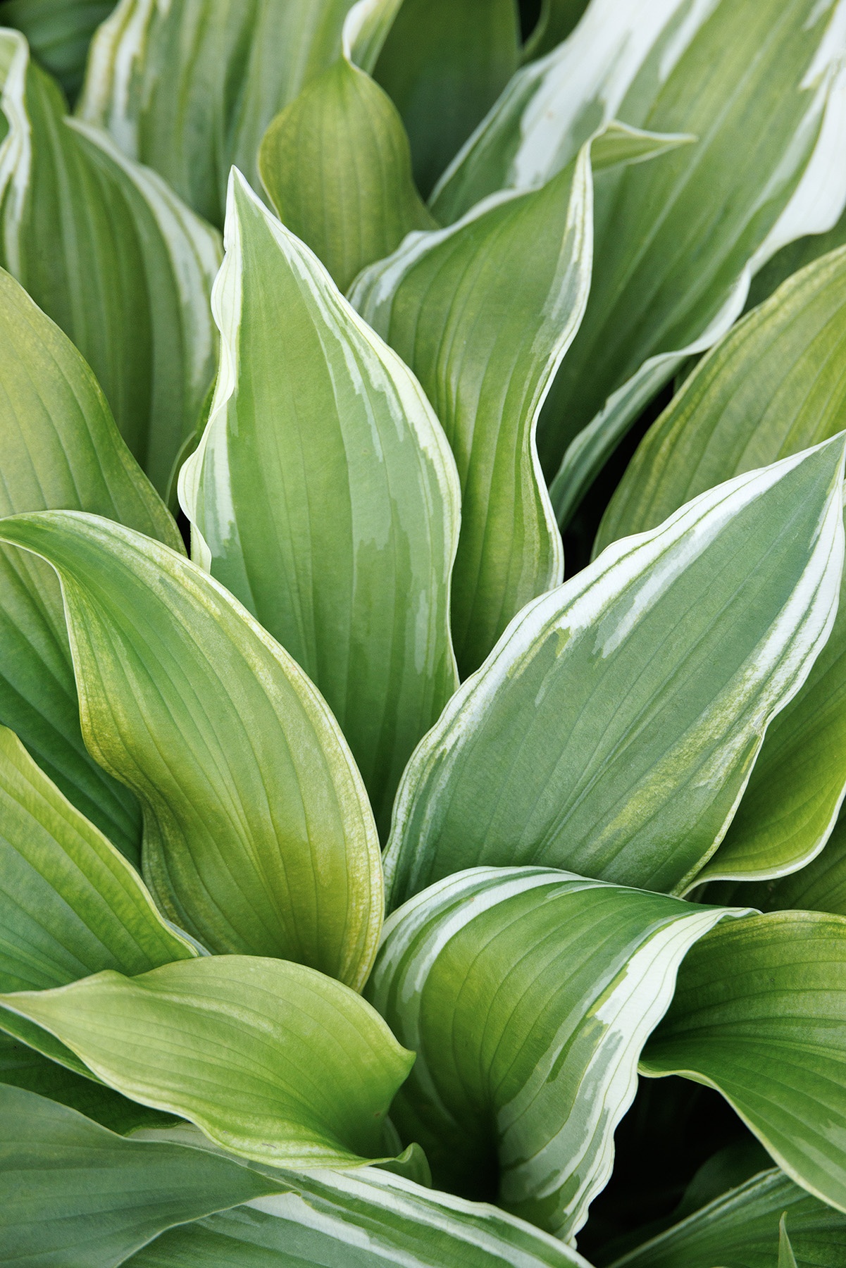 Golden Tiara Hosta, Hosta x 'Golden Tiara', Monrovia Plant