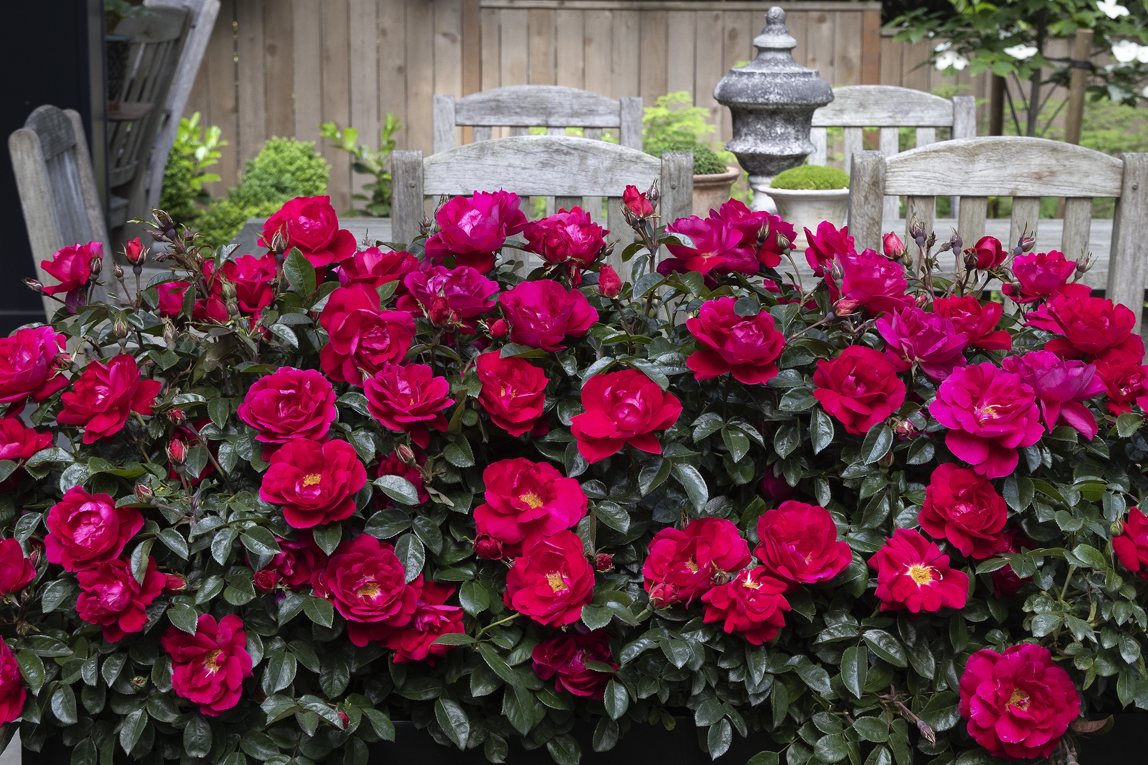 Grace N' Grit™ Pink Shrub Rose, Rosa hybrid 'Meicerafyn' PP #31,069