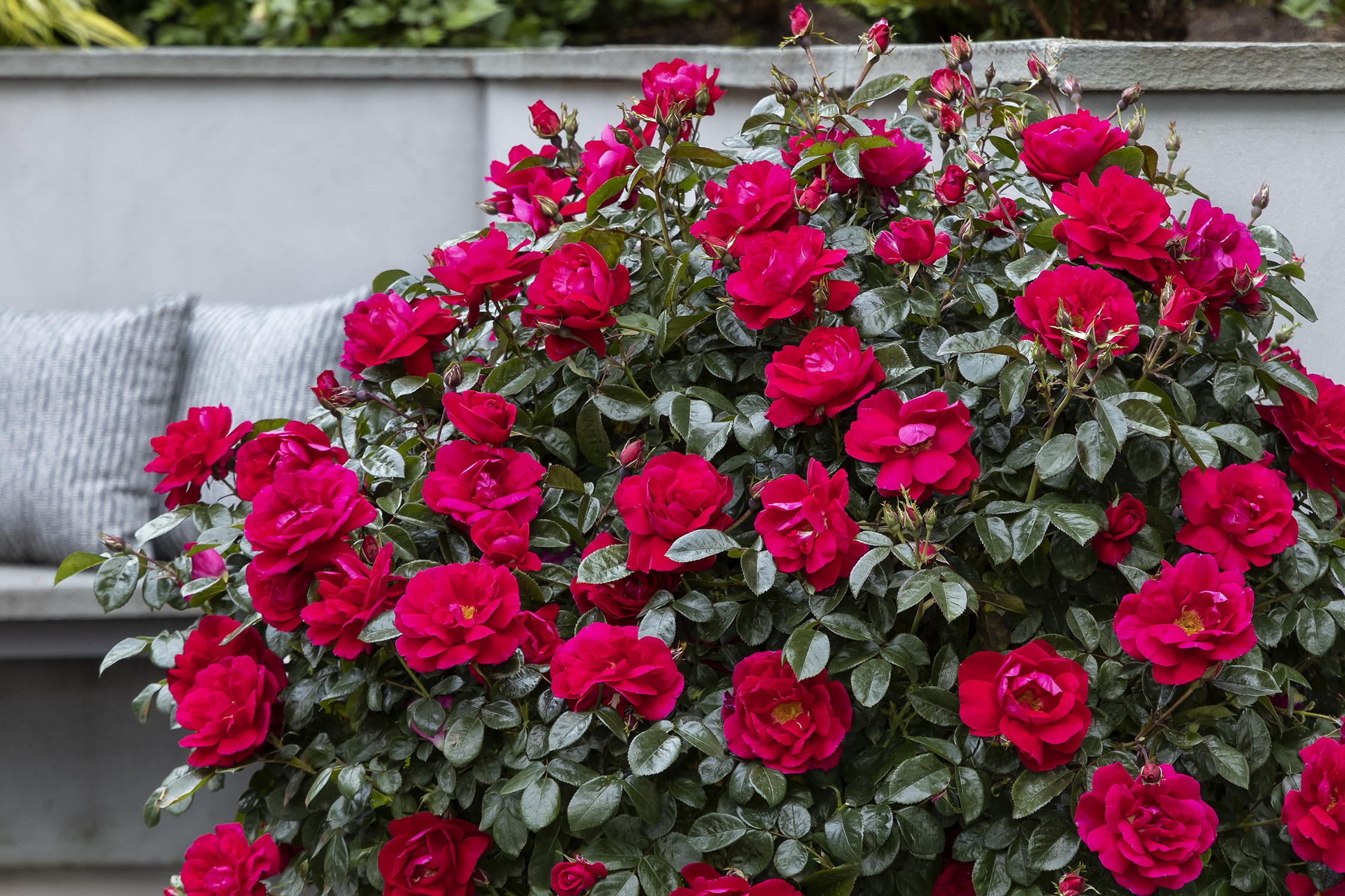 Grace N' Grit™ Pink Shrub Rose, Rosa hybrid 'Meicerafyn' PP #31,069