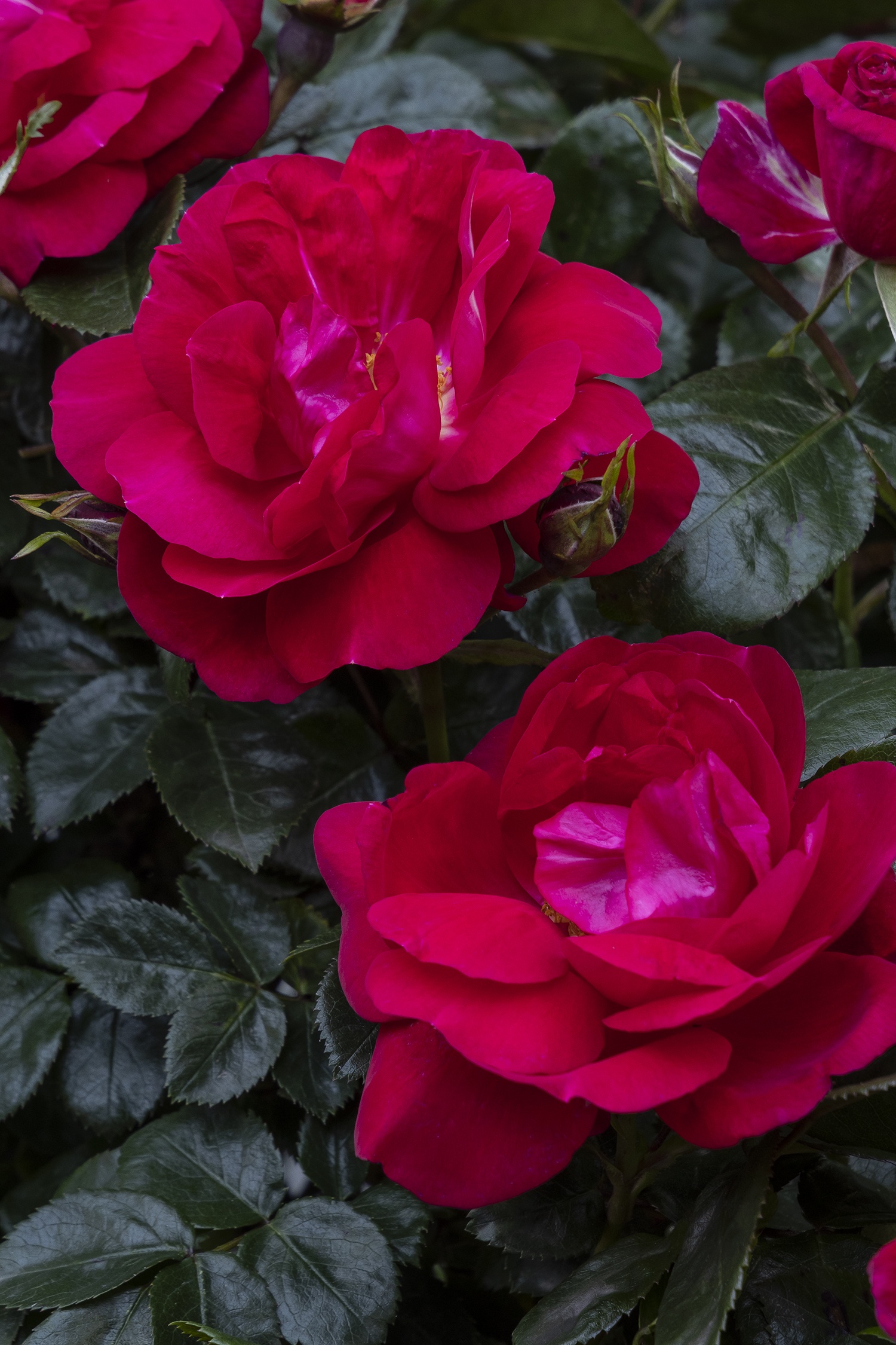 Grace N' Grit™ Pink Shrub Rose, Rosa hybrid 'Meicerafyn' PP #31,069