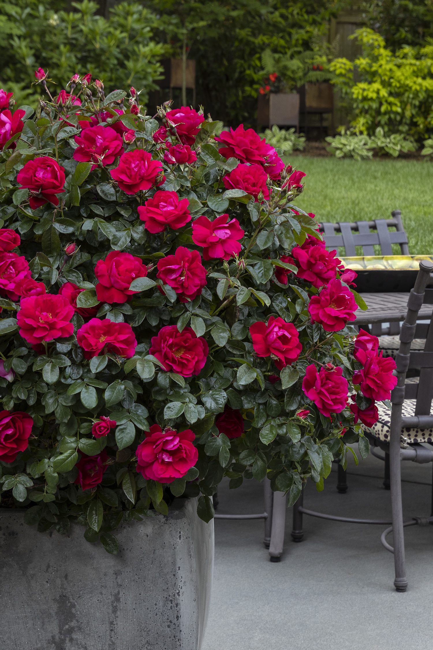 Grace N' Grit™ Pink Shrub Rose, Rosa hybrid 'Meicerafyn' PP #31,069