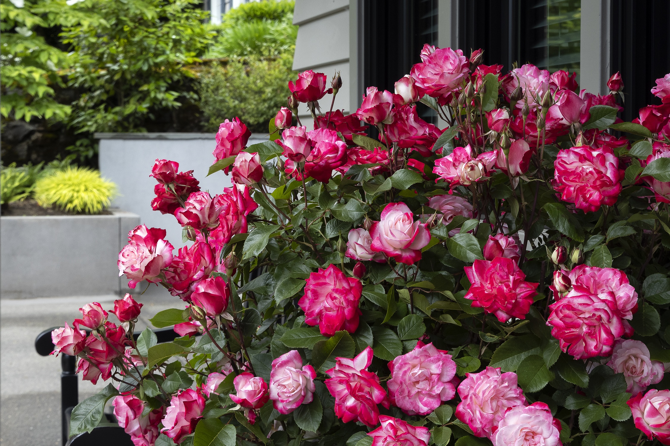 Grace N' Grit™ Pink BiColor Shrub Rose, Rosa 'Meiryezza' PP #30,844