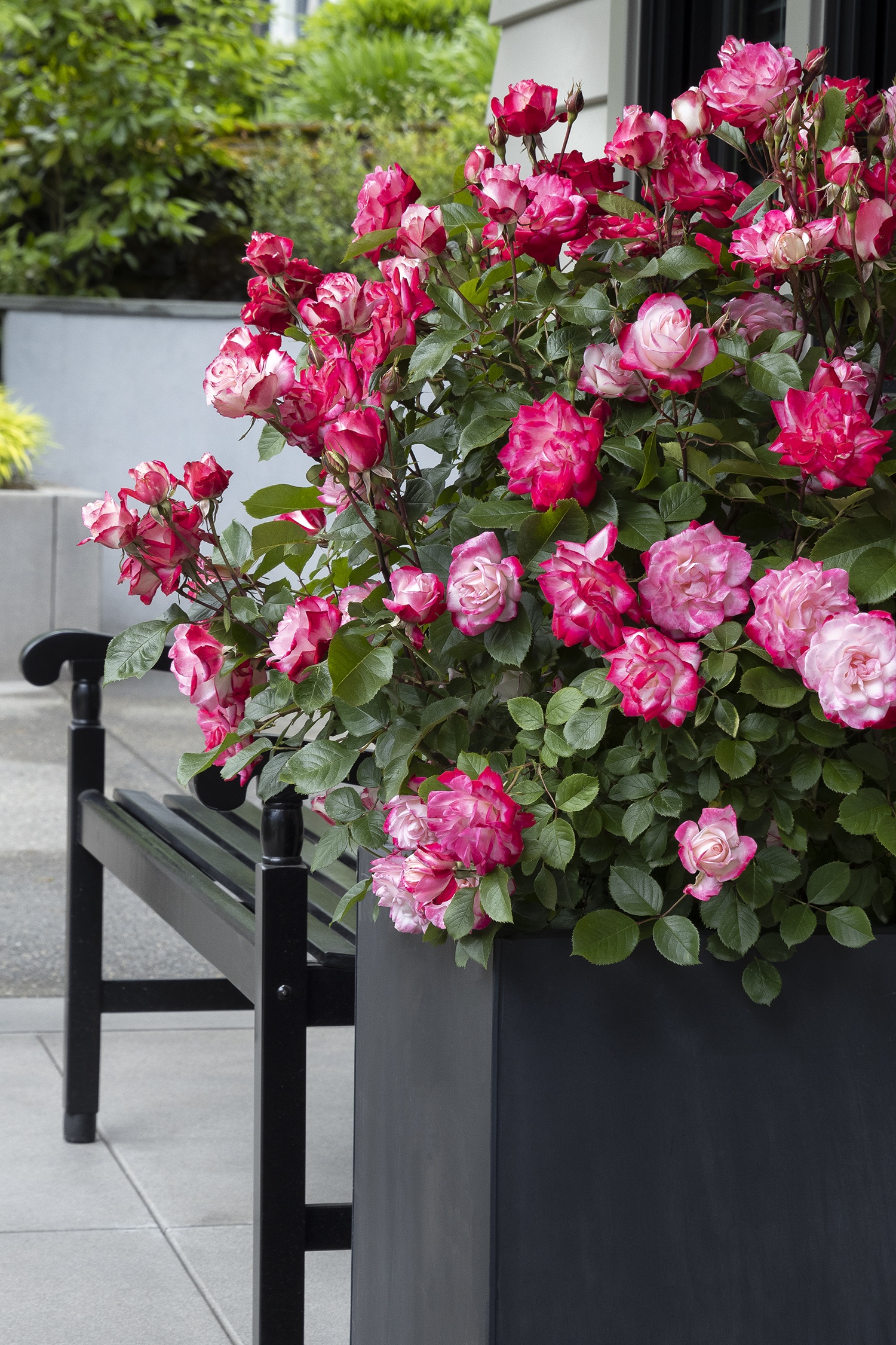 Grace N' Grit™ Pink BiColor Shrub Rose, Rosa 'Meiryezza' PP #30,844