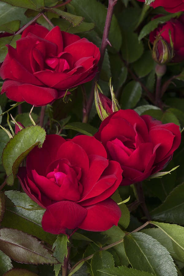Grace N' Grit™ Red Shrub Rose, Rosa 'Meizygglie' PP #31,077