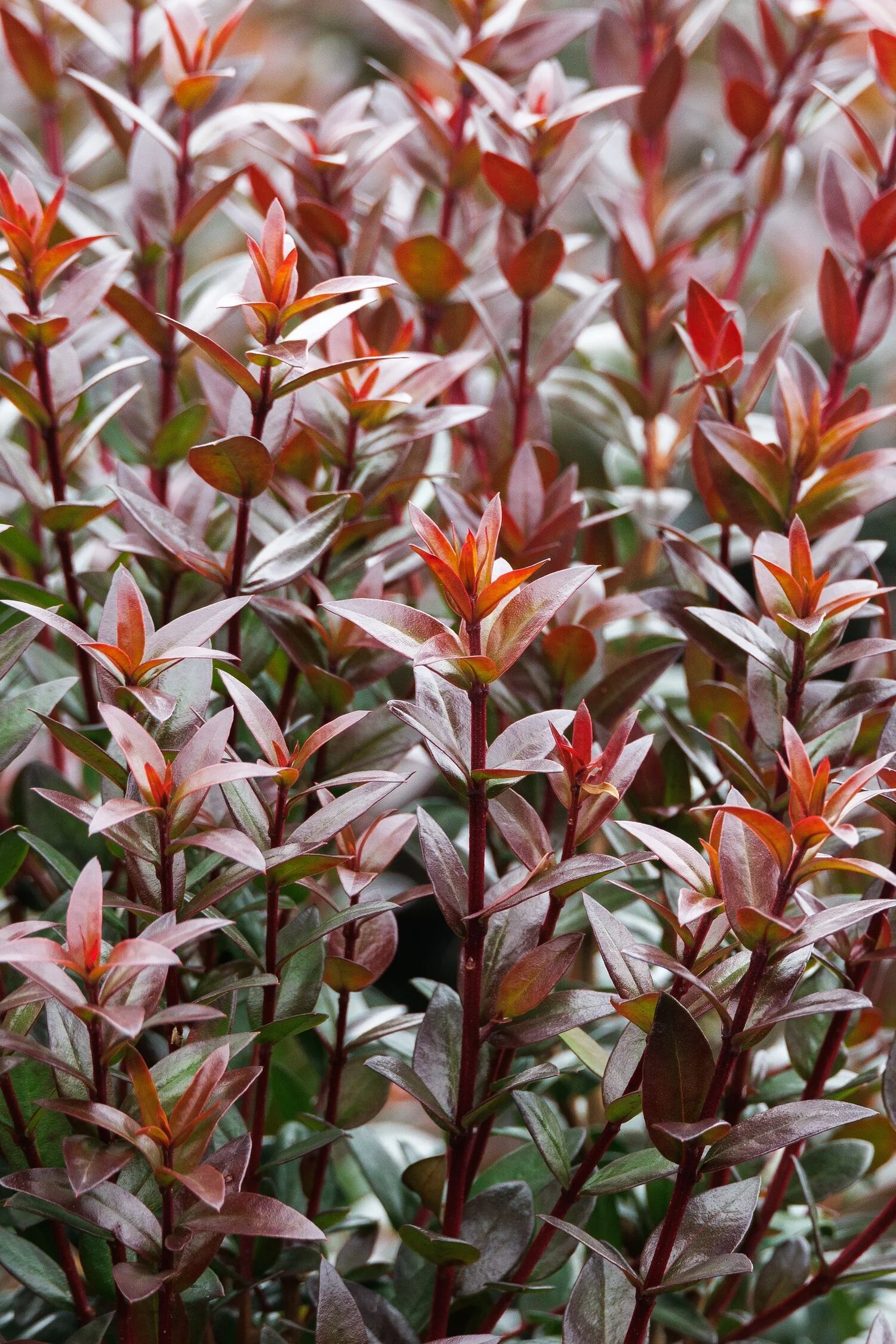 Sweetmaroon™ Myrtle, Myrtus communis 'Monfazred' PPAF, Monrovia Plant