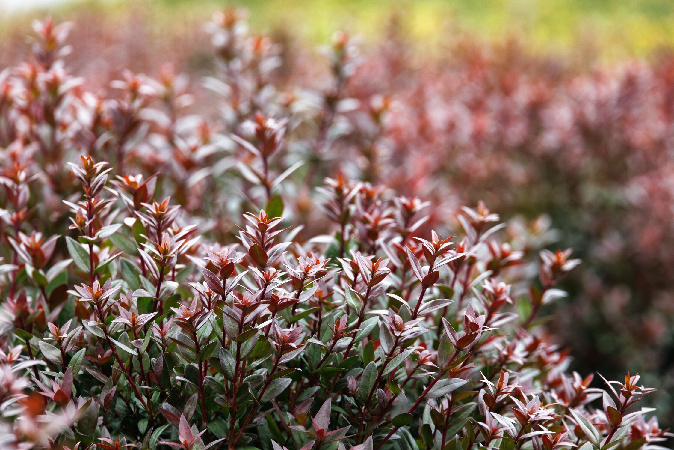 Sweetmaroon™ Myrtle, Myrtus communis 'Monfazred' PPAF, Monrovia Plant
