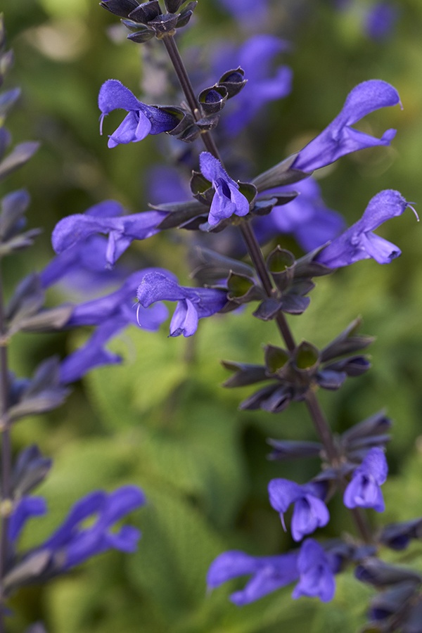 BODACIOUS™ Rhythm & Blues Salvia, Monrovia Plant