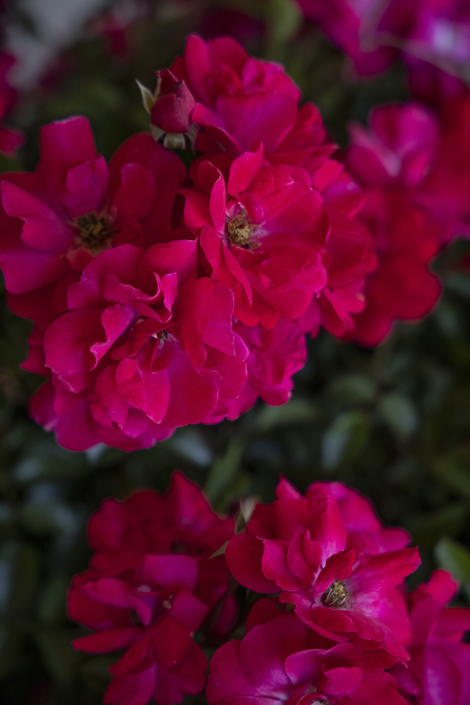 Nitty Gritty® Pink Rose, Rosa x 'RUIRI0125A' PP #33,135, Monrovia Plant