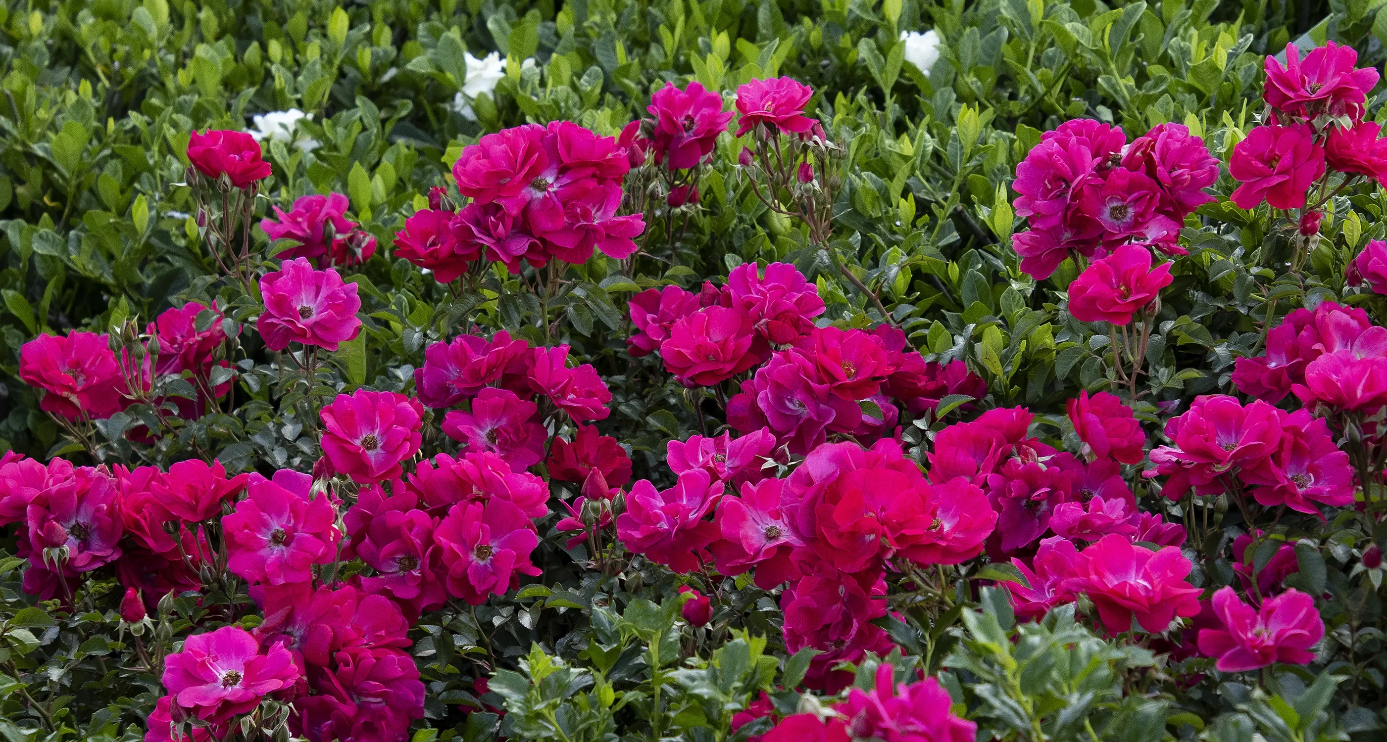Nitty Gritty® Pink Rose, Rosa x 'RUIRI0125A' PP #33,135, Monrovia Plant