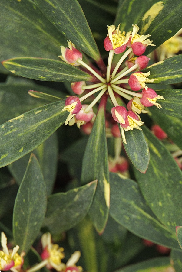 Suzette Mountain Pepper, Drimys lanceolata 'Suzette', Monrovia Plant