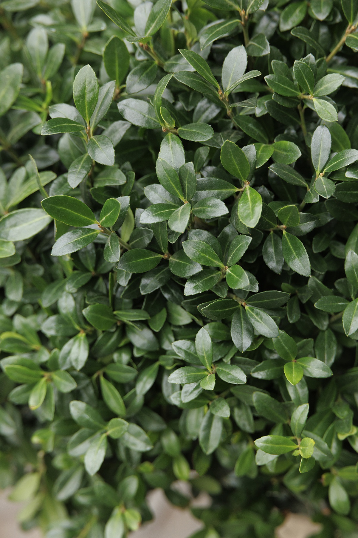 Luxus® Compact Japanese Holly, Ilex crenata 'Annys5' PP #29,992