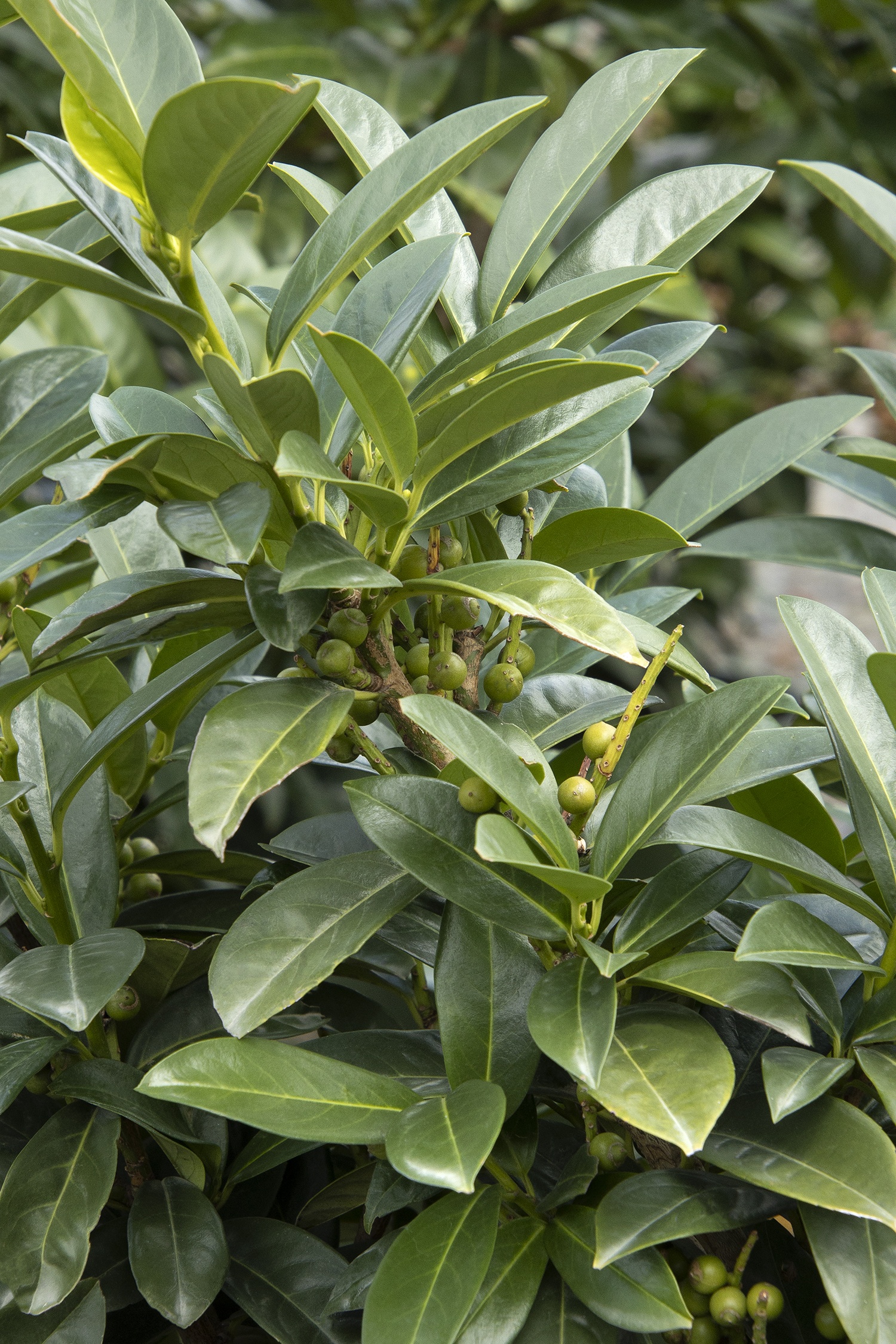Volcano Cherry Laurel, Prunus laurocerasus 'JONG1' PP #29,889