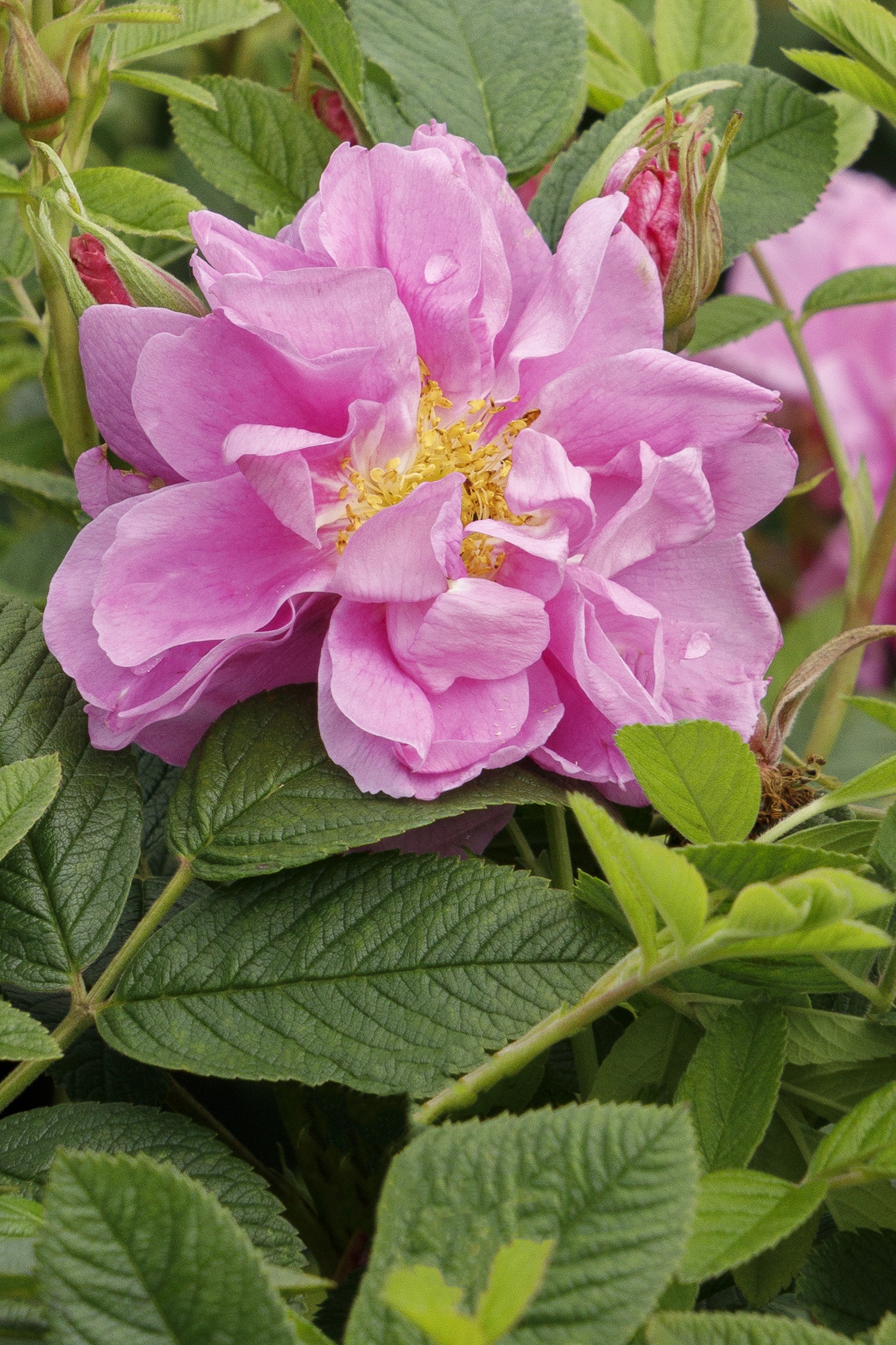 Seaside Swirl™ Pink Rugosa Rose, Rosa rugosa 'RUIRJ0078A' PPAF