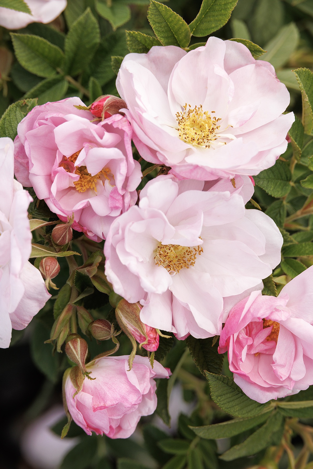 Seaside Swirl™ Blush Rugosa Rose, Rosa rugosa 'BORUIWHIVA' PPAF