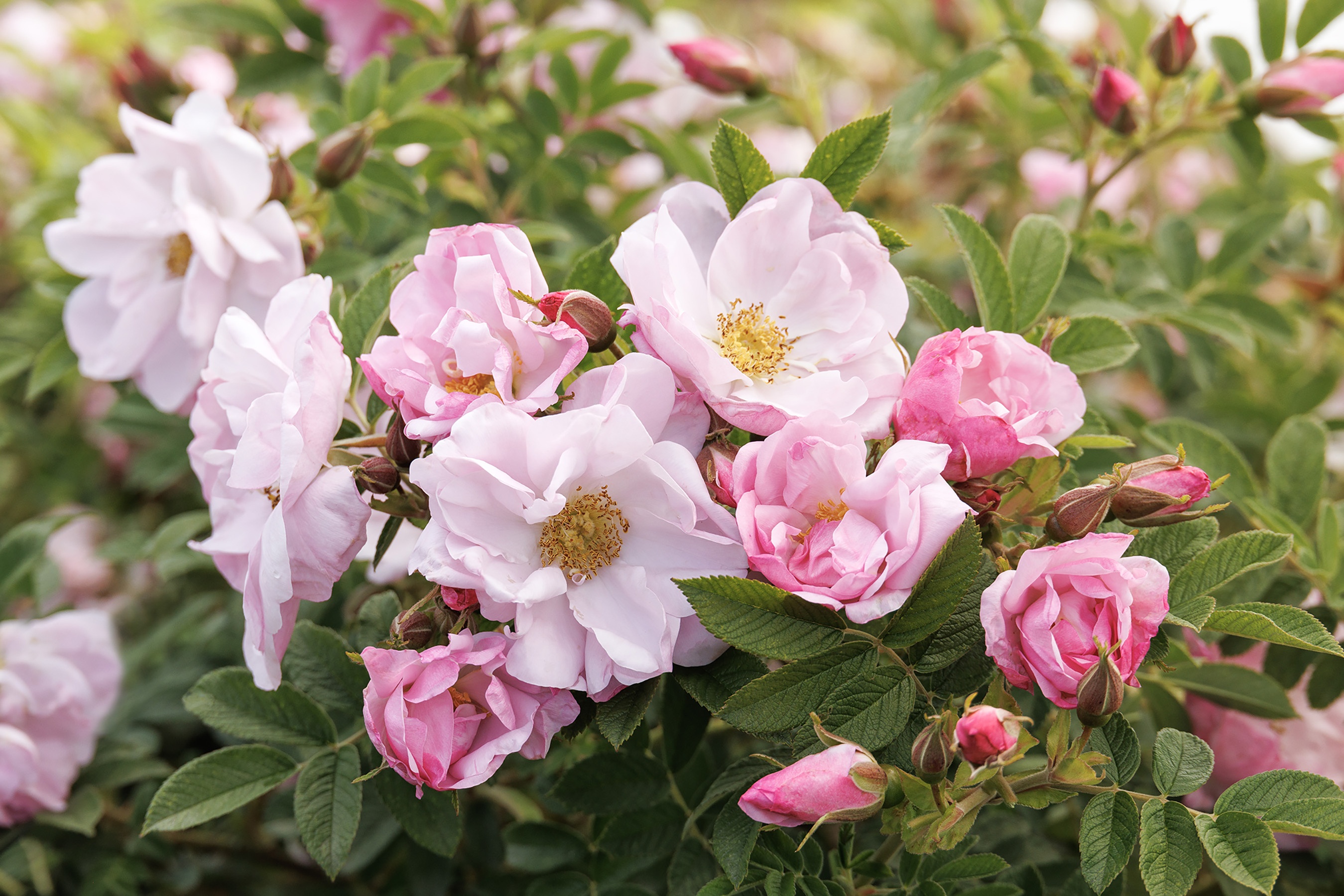 Seaside Swirl™ Blush Rugosa Rose, Rosa rugosa 'BORUIWHIVA' PPAF