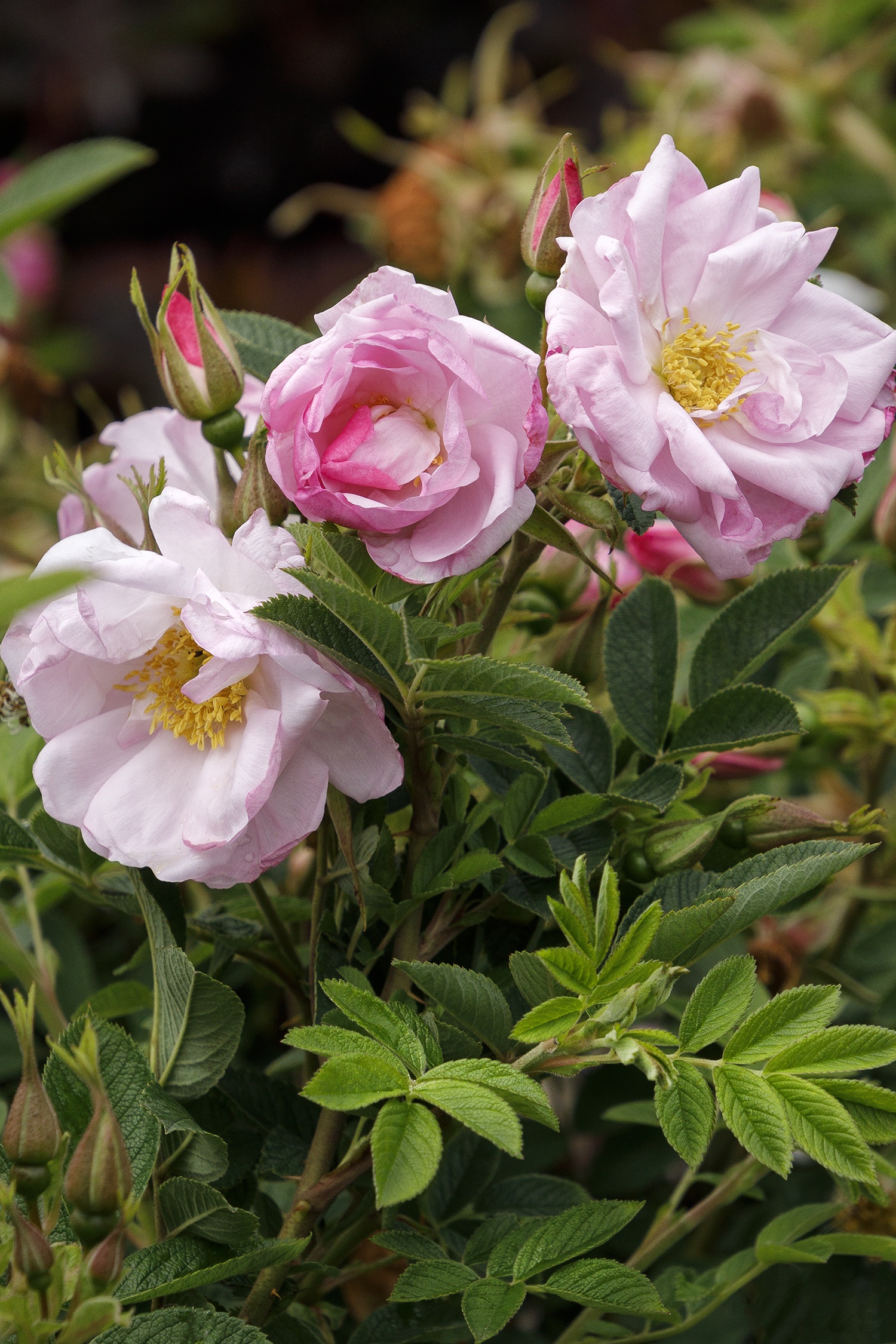 Seaside Swirl™ Blush Rugosa Rose, Rosa rugosa 'BORUIWHIVA' PPAF