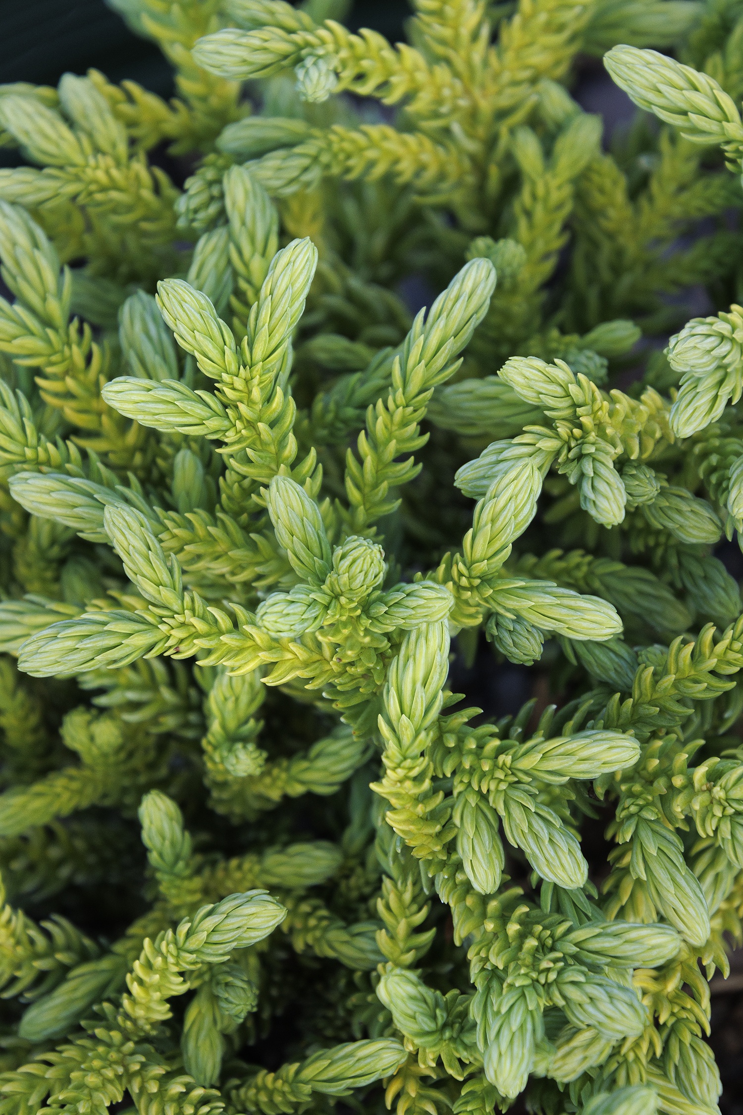 Dragon Prince™ Japanese Cedar, Cryptomeria japonica 'Spg-3-014'