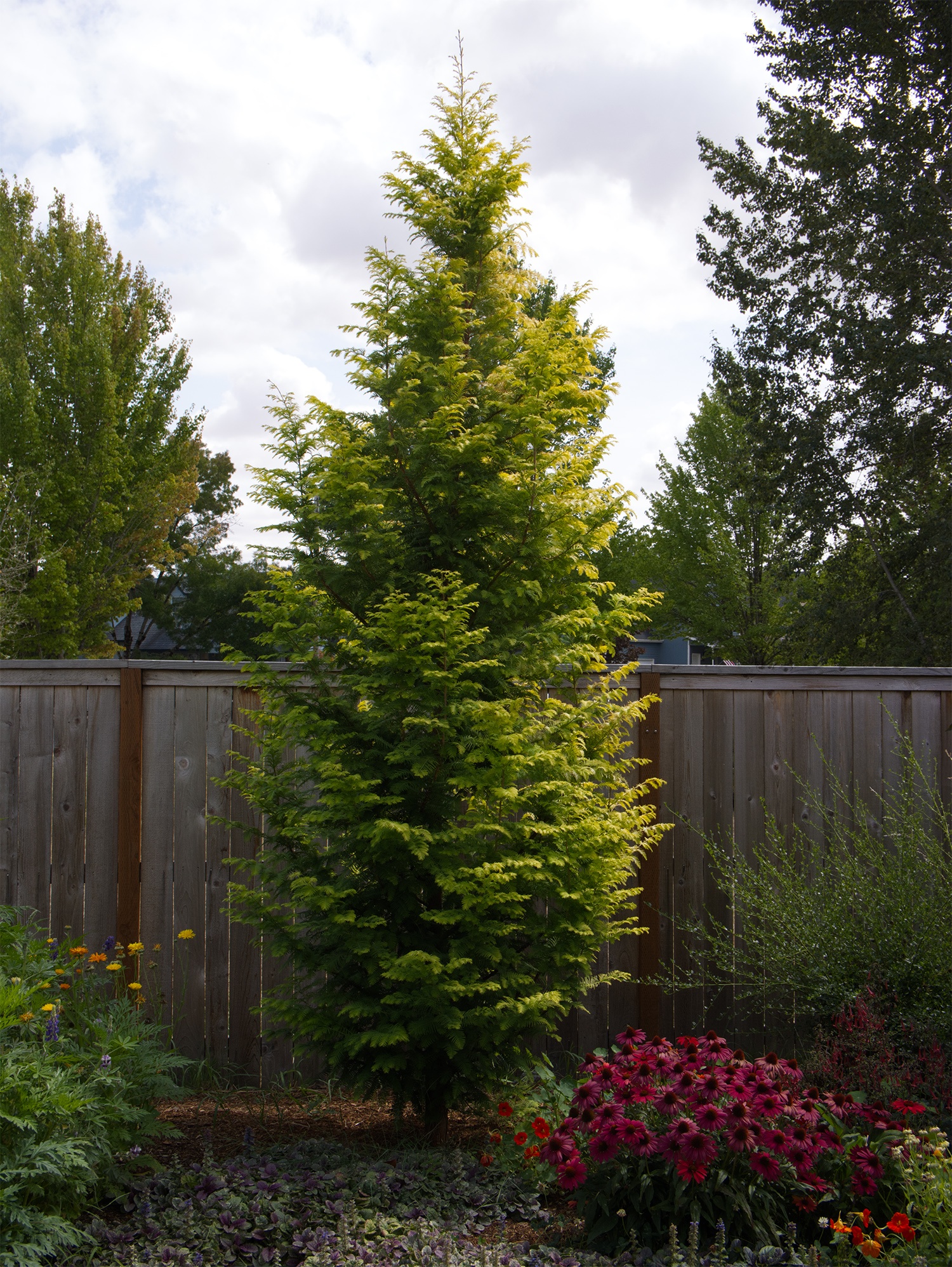 Amber Glow™ Dawn Redwood, Monrovia Plant