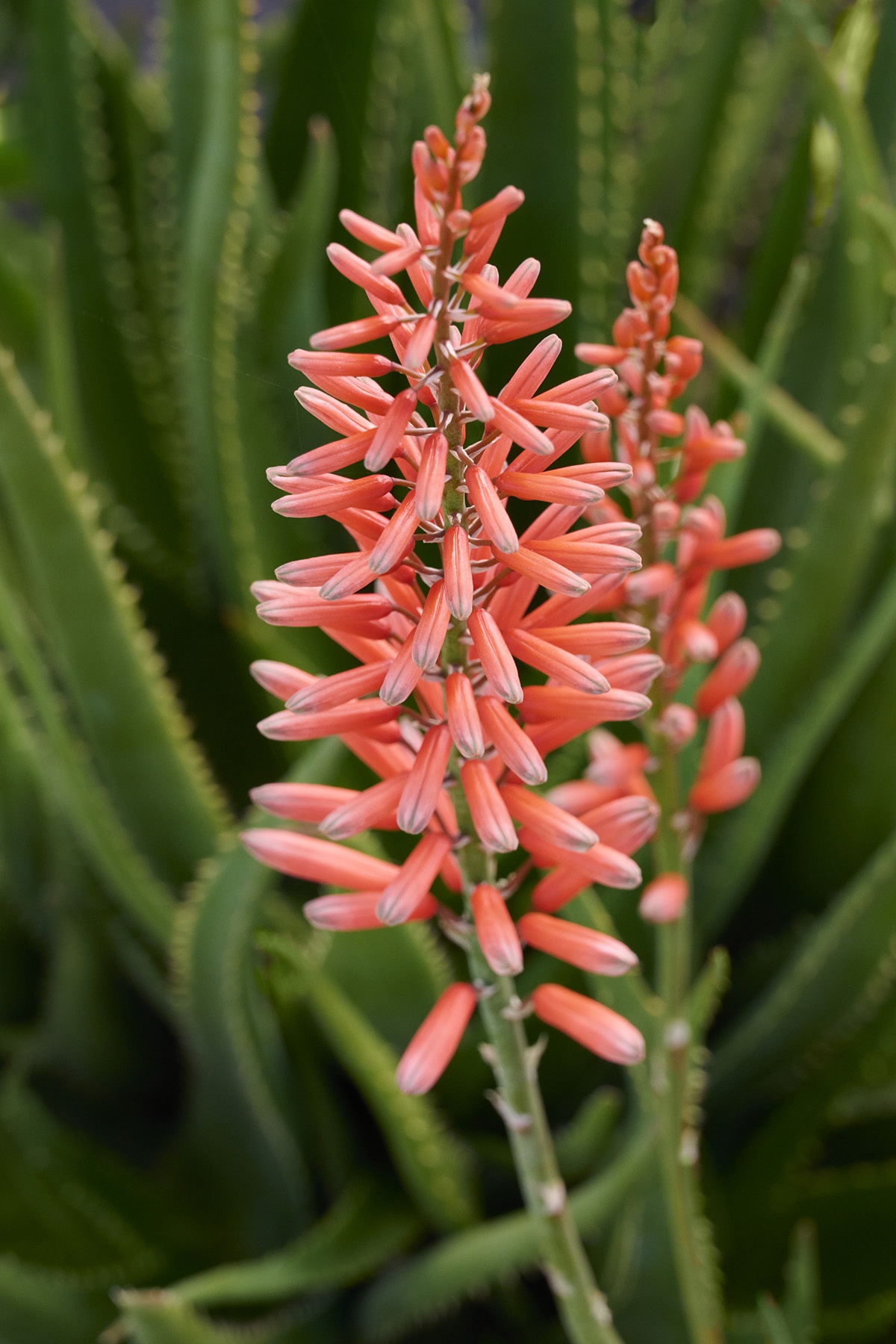 Safari Rose Aloe, Aloe hybrid 'Safari Rose' PP #28,002, Monrovia Plant