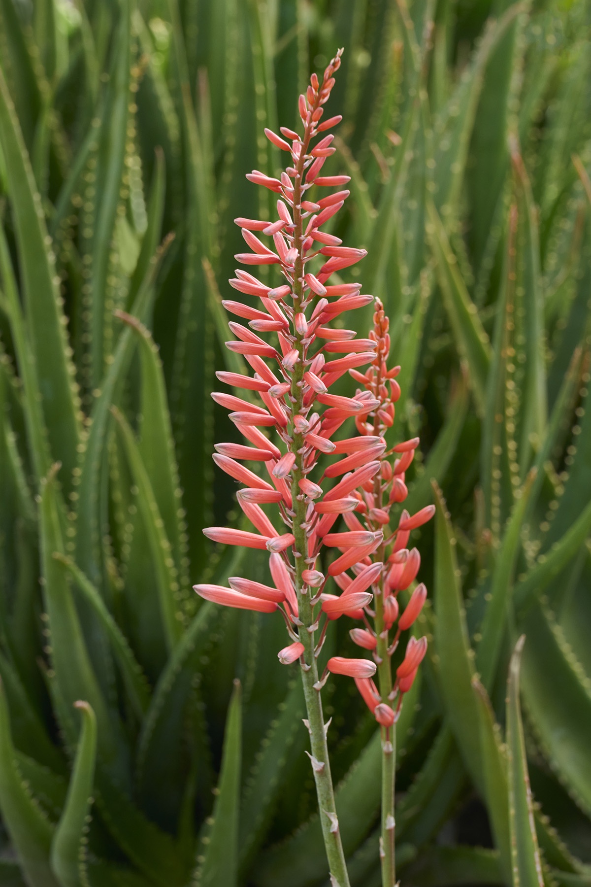 Safari Rose Aloe, Aloe hybrid 'Safari Rose' PP #28,002, Monrovia Plant