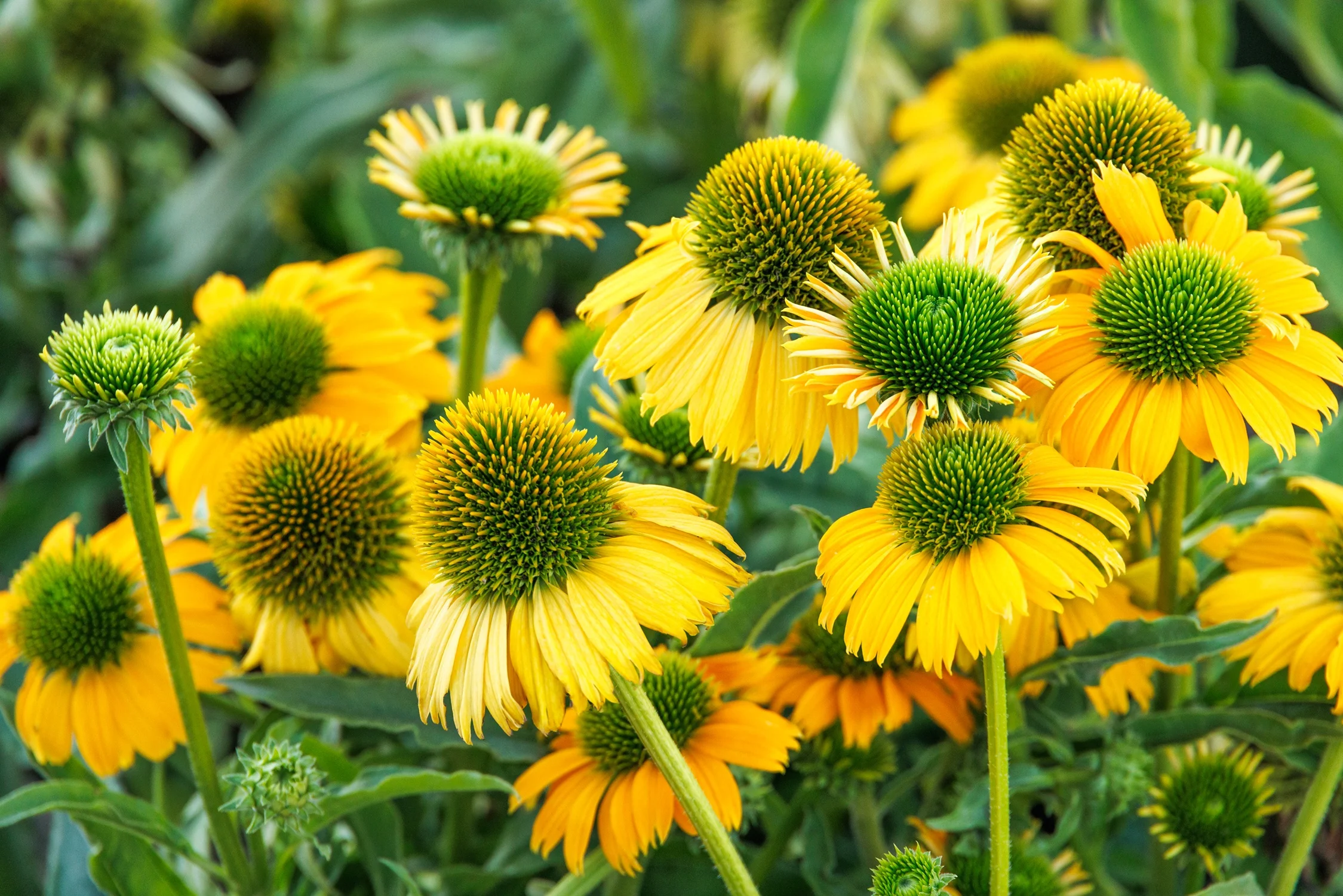 Evolution™ Embers™ Sparks Coneflower, Monrovia Plant