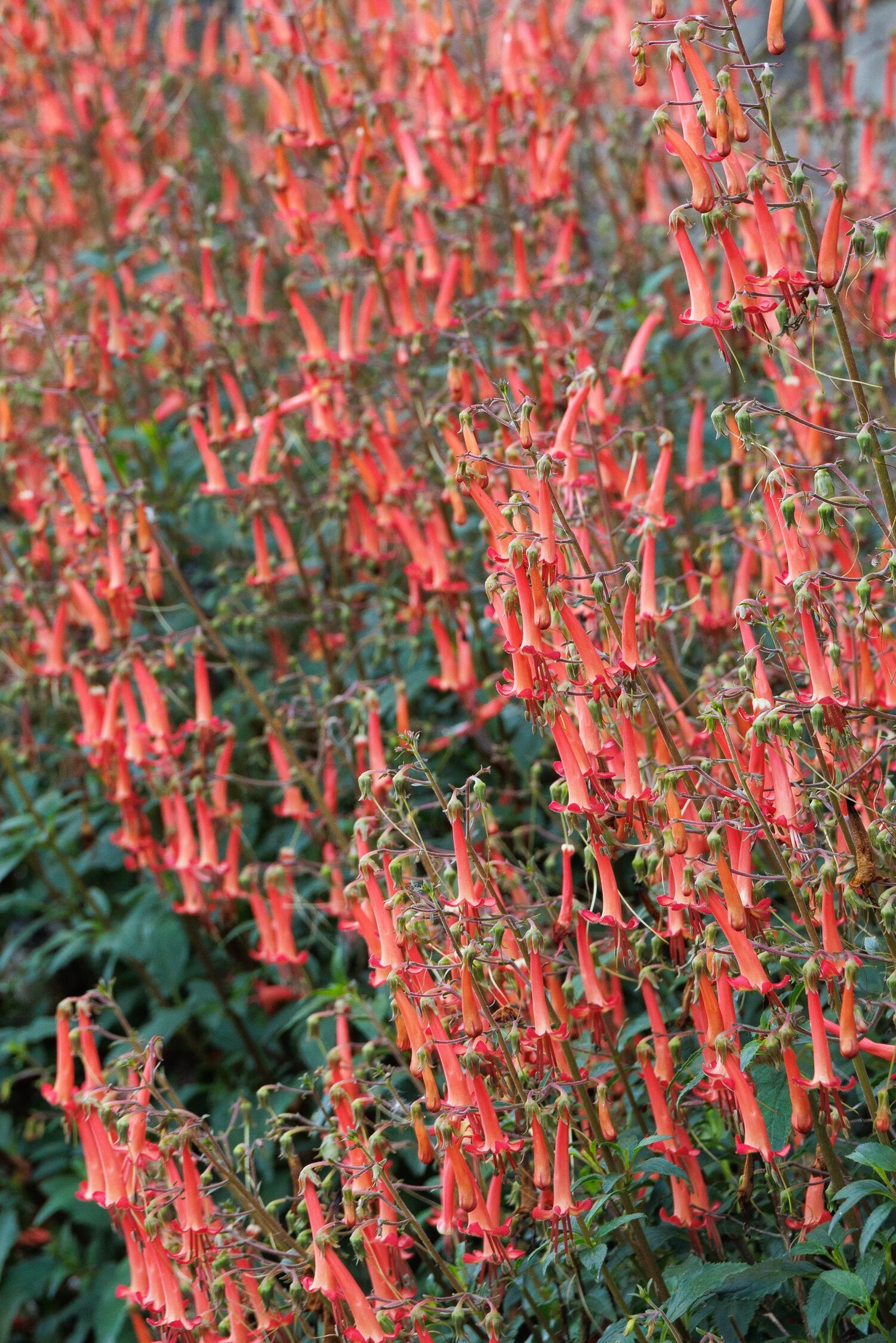 Colorburst™ Orange Cape Fuchsia, Monrovia Plant