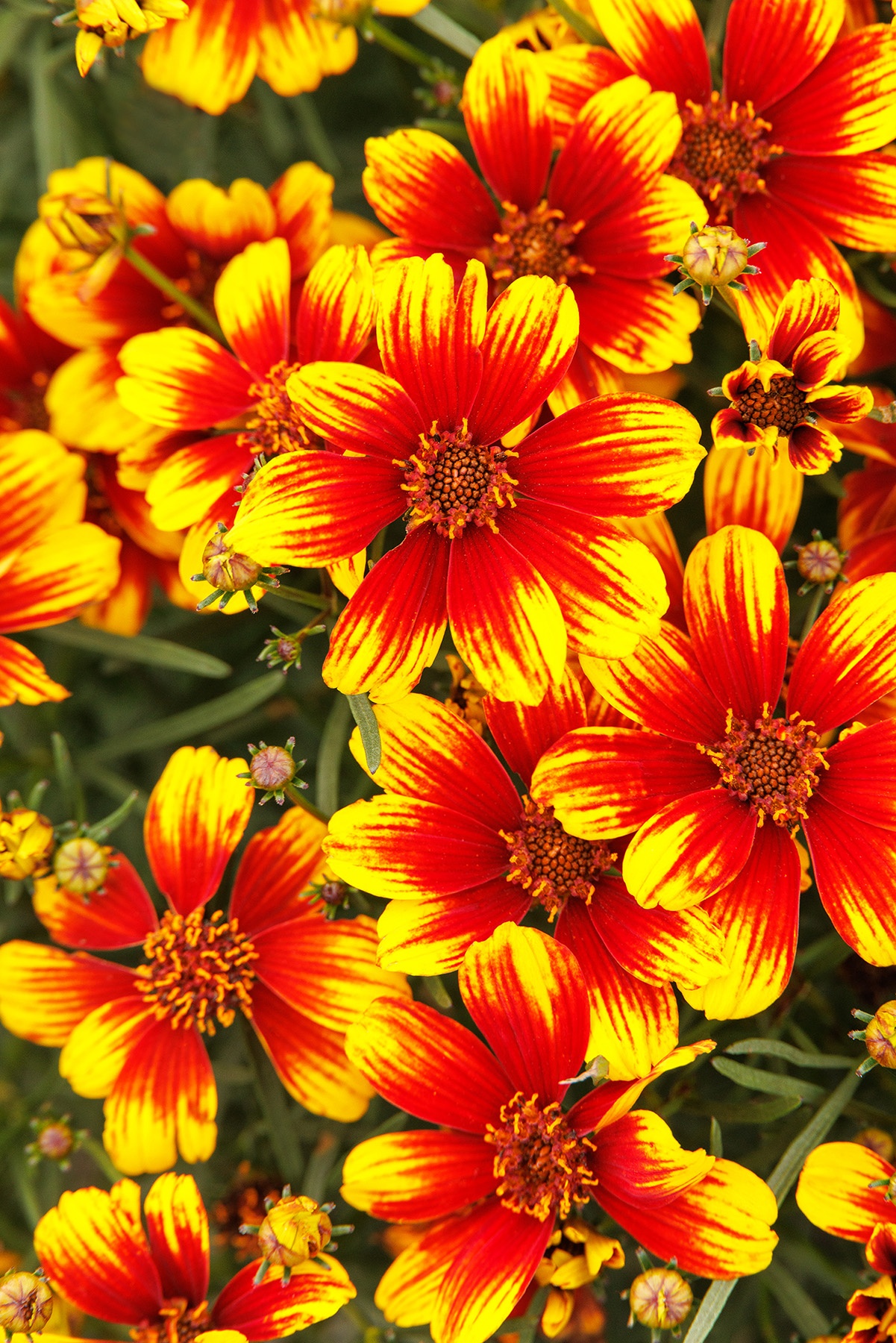 Sunstar™ Orange Coreopsis, Coreopsis verticillata 'TNCORSO' PPAF