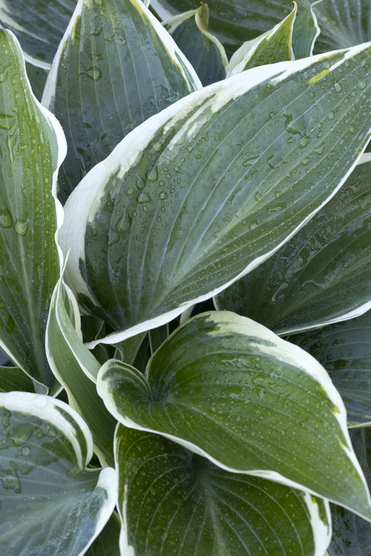 El Nino Hosta, Hosta tardiflora 'El Nino' ; CPBR #2662, Monrovia Plant