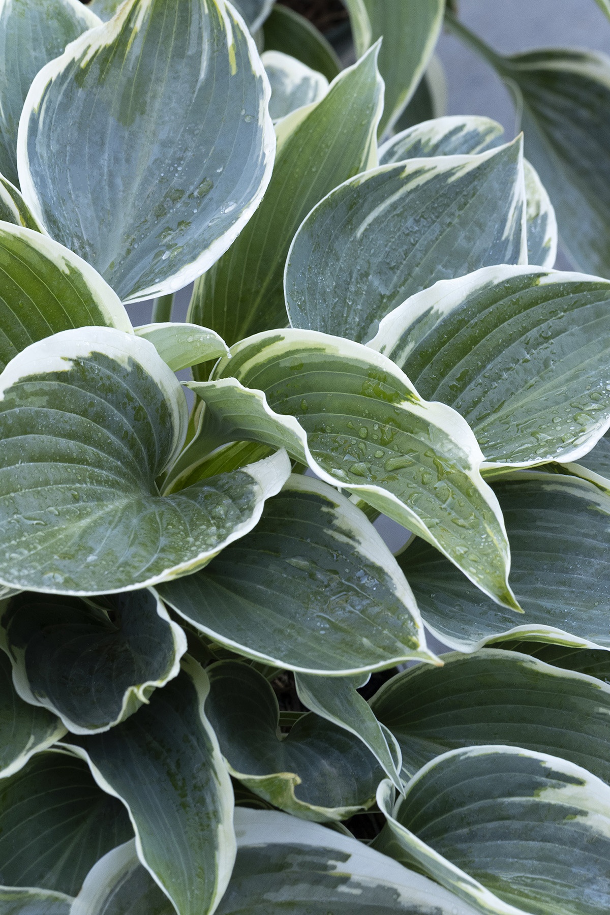 El Nino Hosta, Hosta tardiflora 'El Nino' ; CPBR #2662, Monrovia Plant