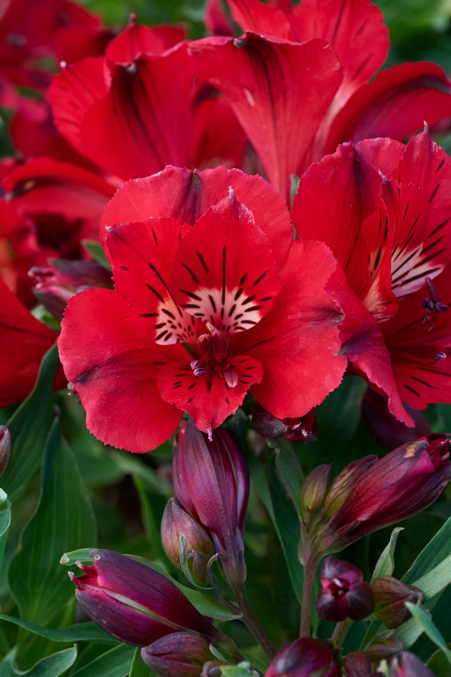 Colorita® Kate® Peruvian Lily, Alstroemeria x 'Zaprikate' PP #25,214