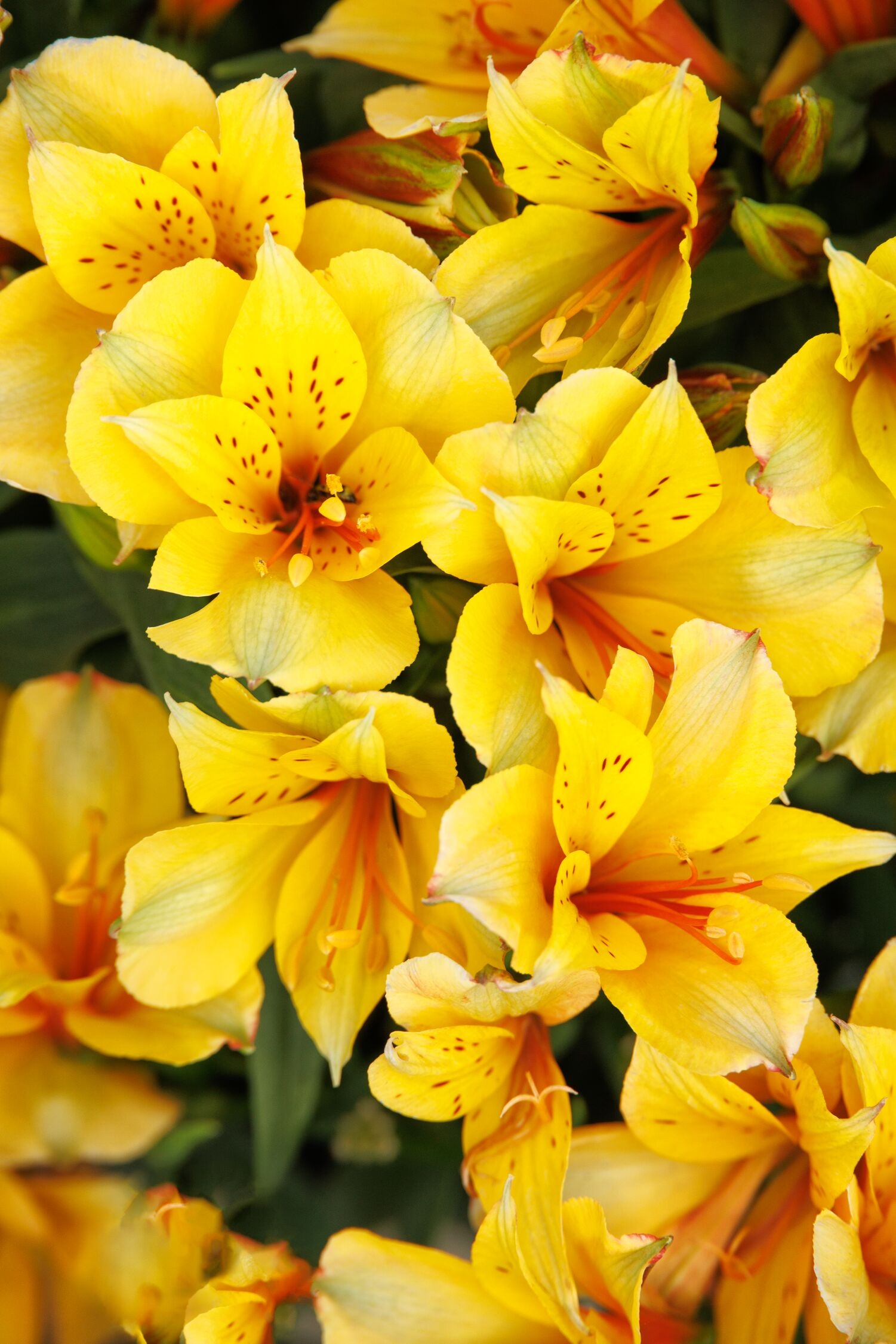 Colorita® Lisa® Peruvian Lily, Alstroemeria x 'Zaprilisa' PPAF