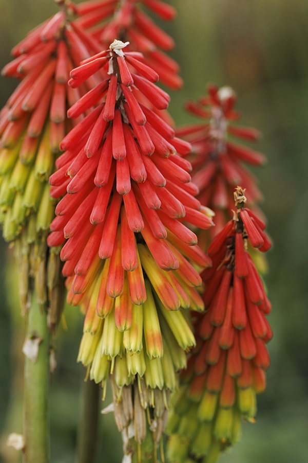 Fire Dance Dwarf Poker, Kniphofia hirsuta 'Fire Dance', Monrovia Plant