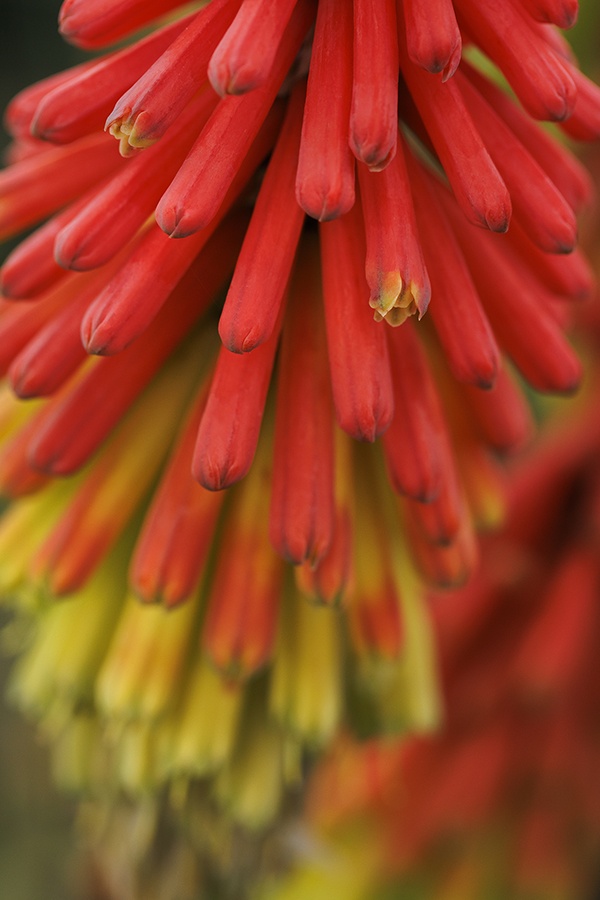Fire Dance Dwarf Poker, Kniphofia hirsuta 'Fire Dance', Monrovia Plant