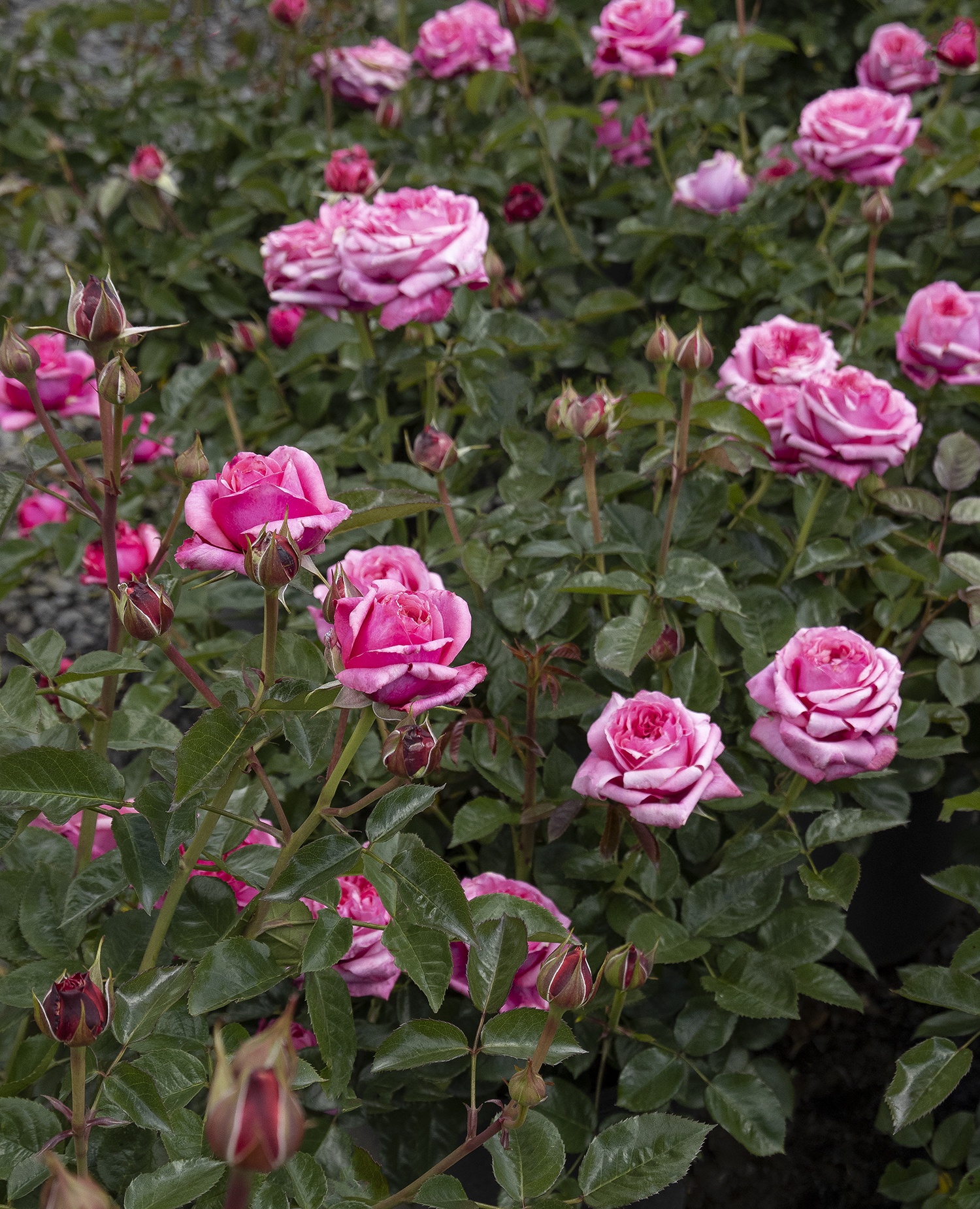 Eau De Parfum™ Blush Rose, Rosa 'Noa1811108' PP #29,988, Monrovia Plant