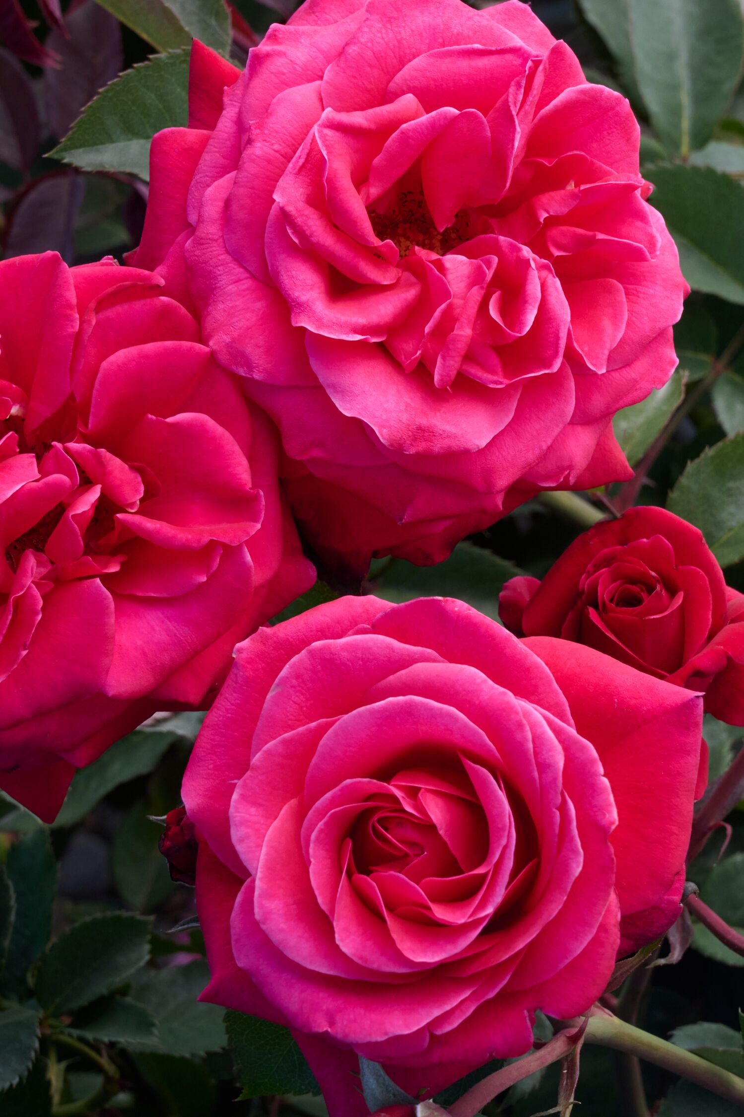 Eau De Parfum™ Bling Rose, Rosa 'Noa16079' PP #33,304, Monrovia Plant