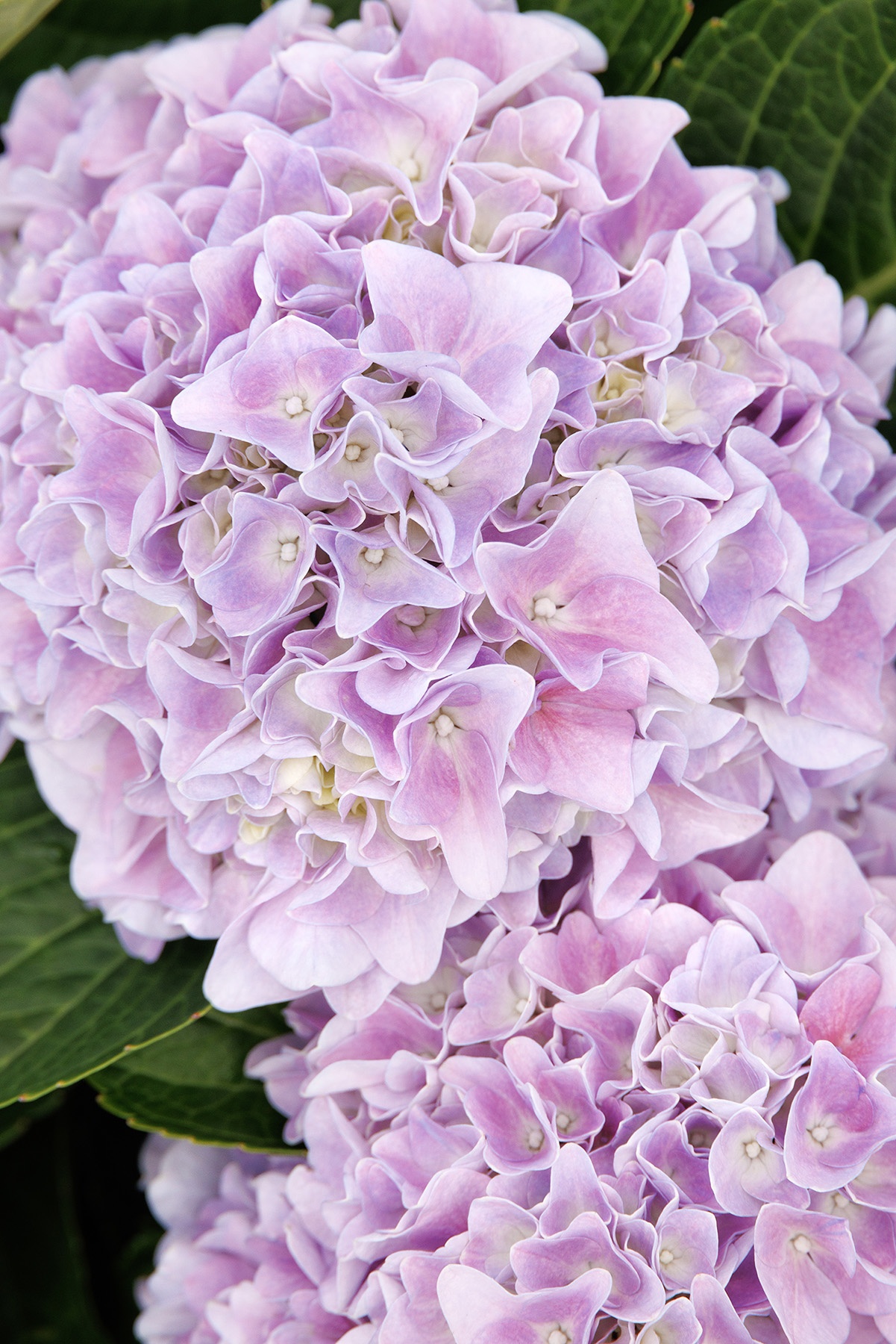 Seaside Serenade® Kitty Hawk Hydrangea, Monrovia Plant