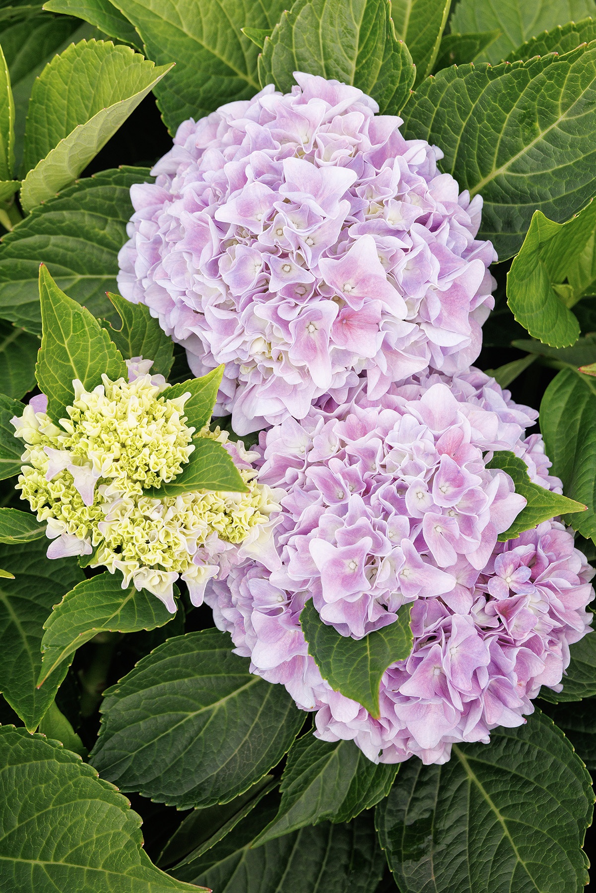 Seaside Serenade® Kitty Hawk Hydrangea, Monrovia Plant