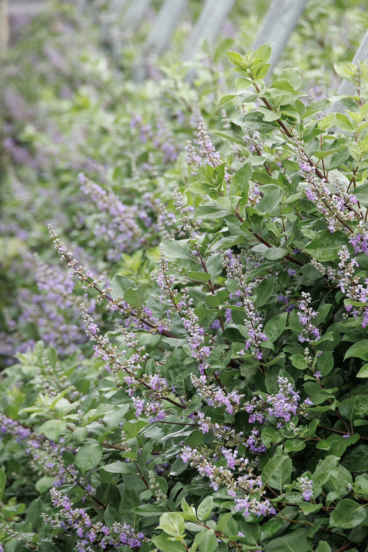 Summertime Blues™ Chaste Tree, Vitex x ‘Helen Froehlich’ PPAF