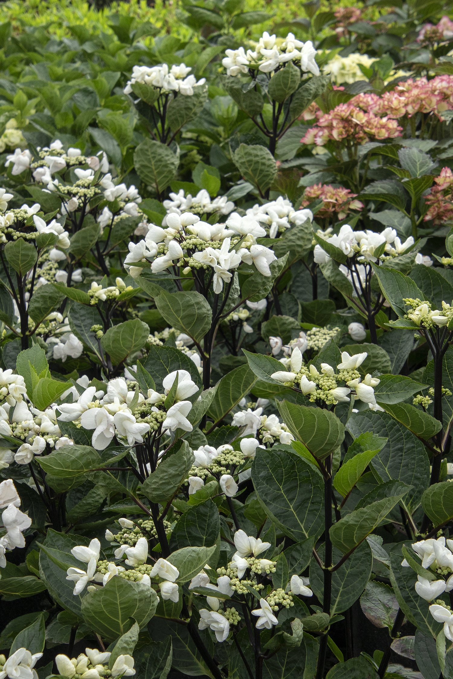 Seaside Serenade® Glacier Bay Hydrangea, Monrovia Plant